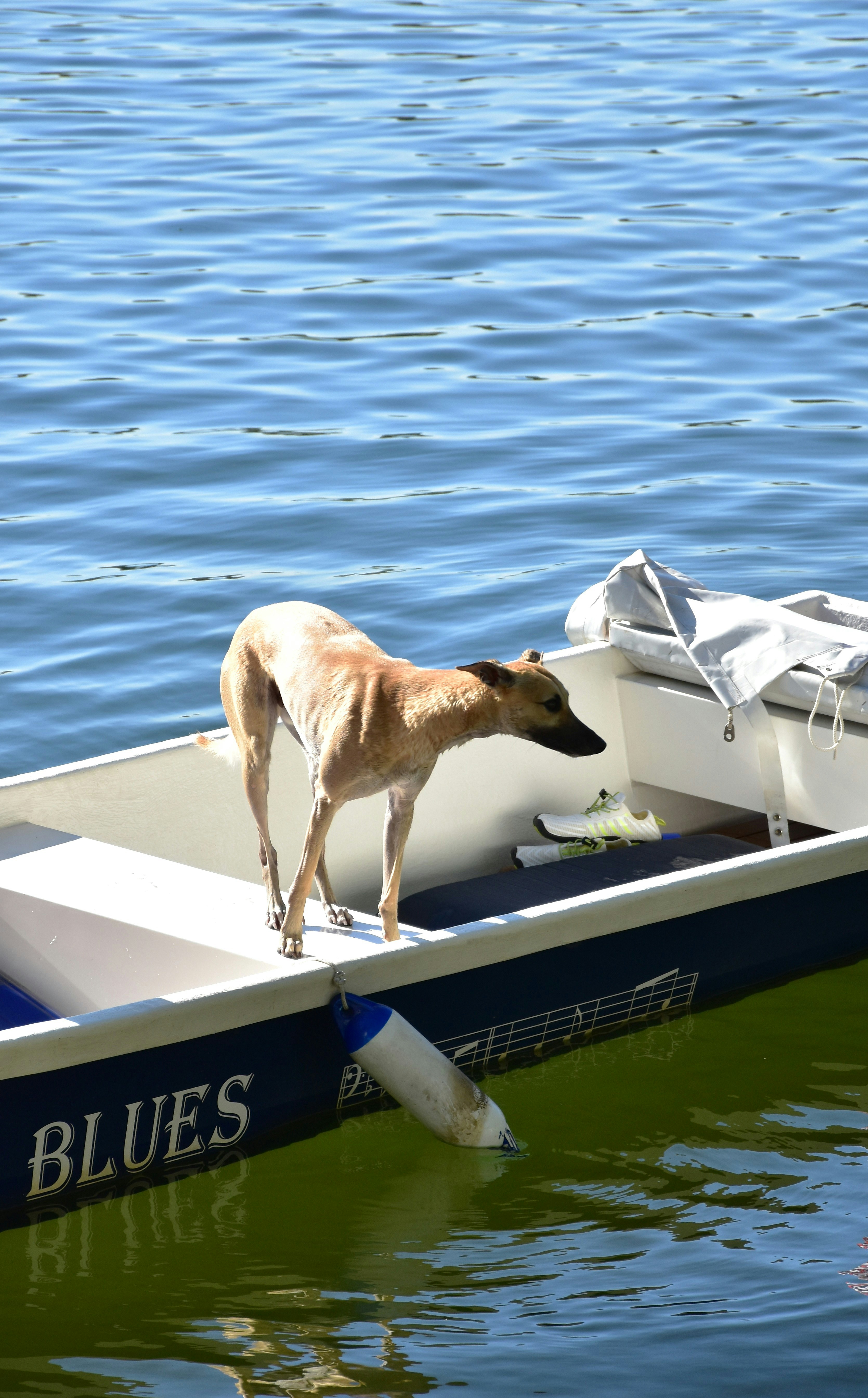 Dockside Wanderer: A Lean Brown Dog on a Blues Boat