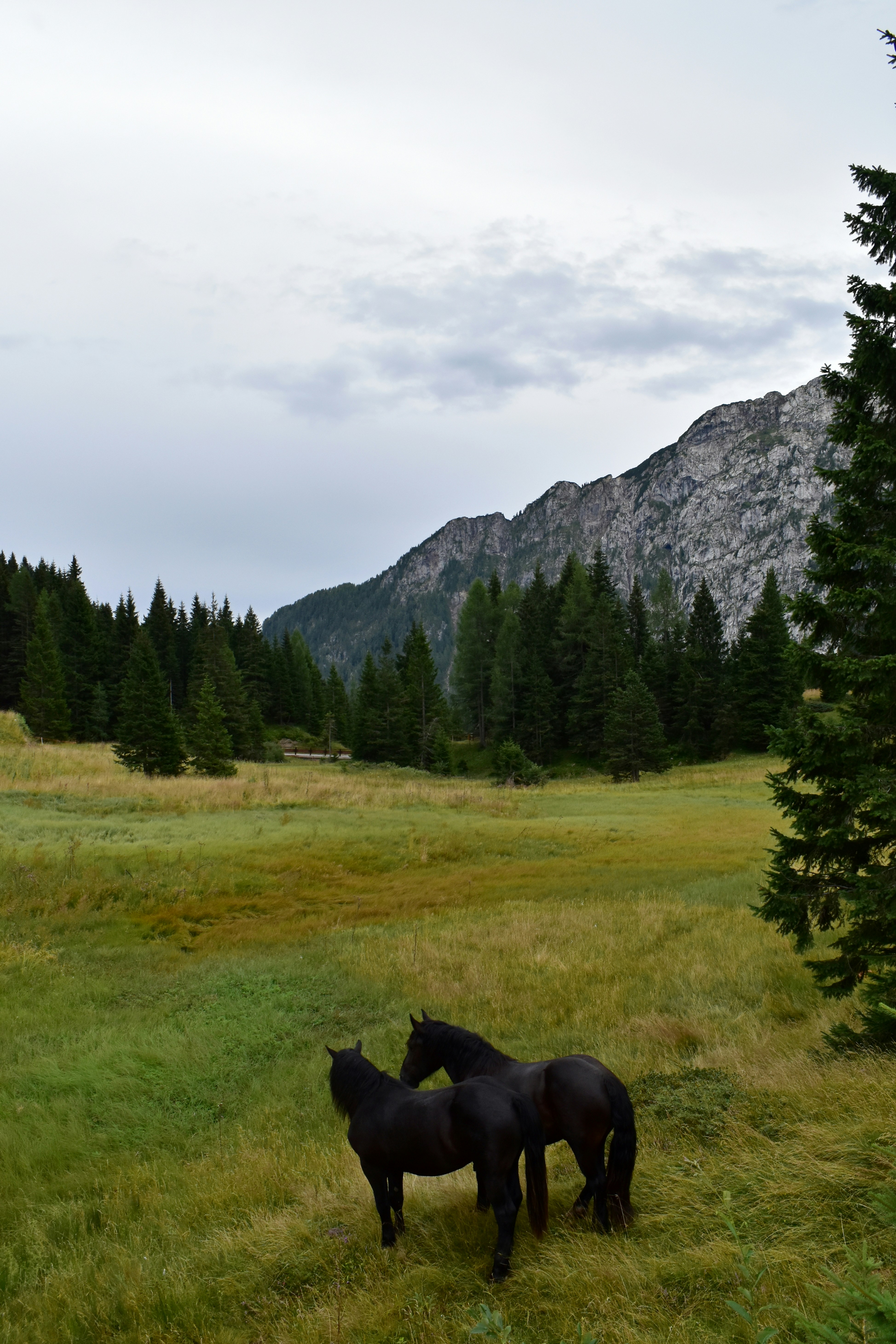 Black horses grazing at the edge of a pine-spruced meadow beneath rugged alpine cliffs