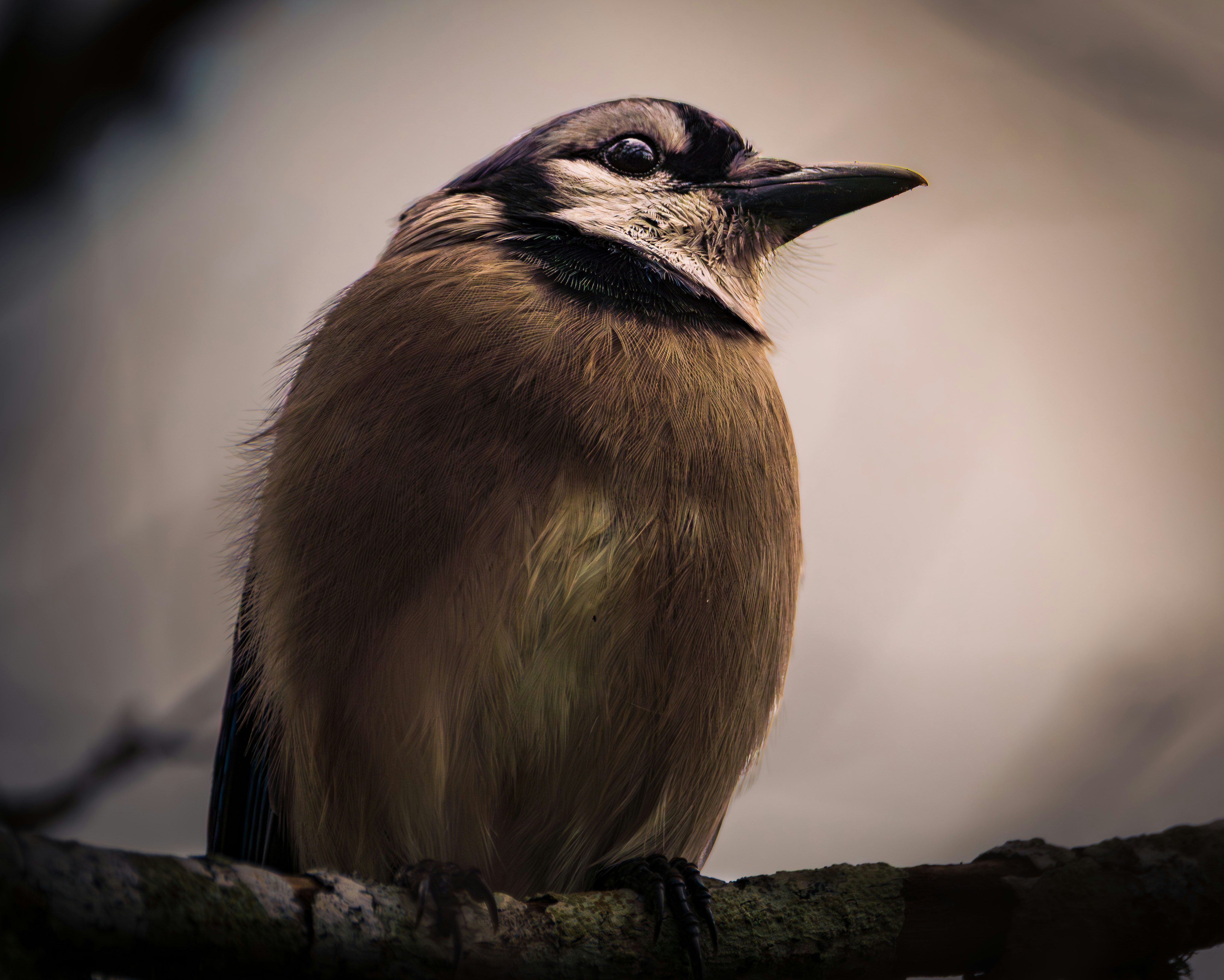 Perched Prospector: a Narcissistic-eye View of a Bird in Soft Backlight
