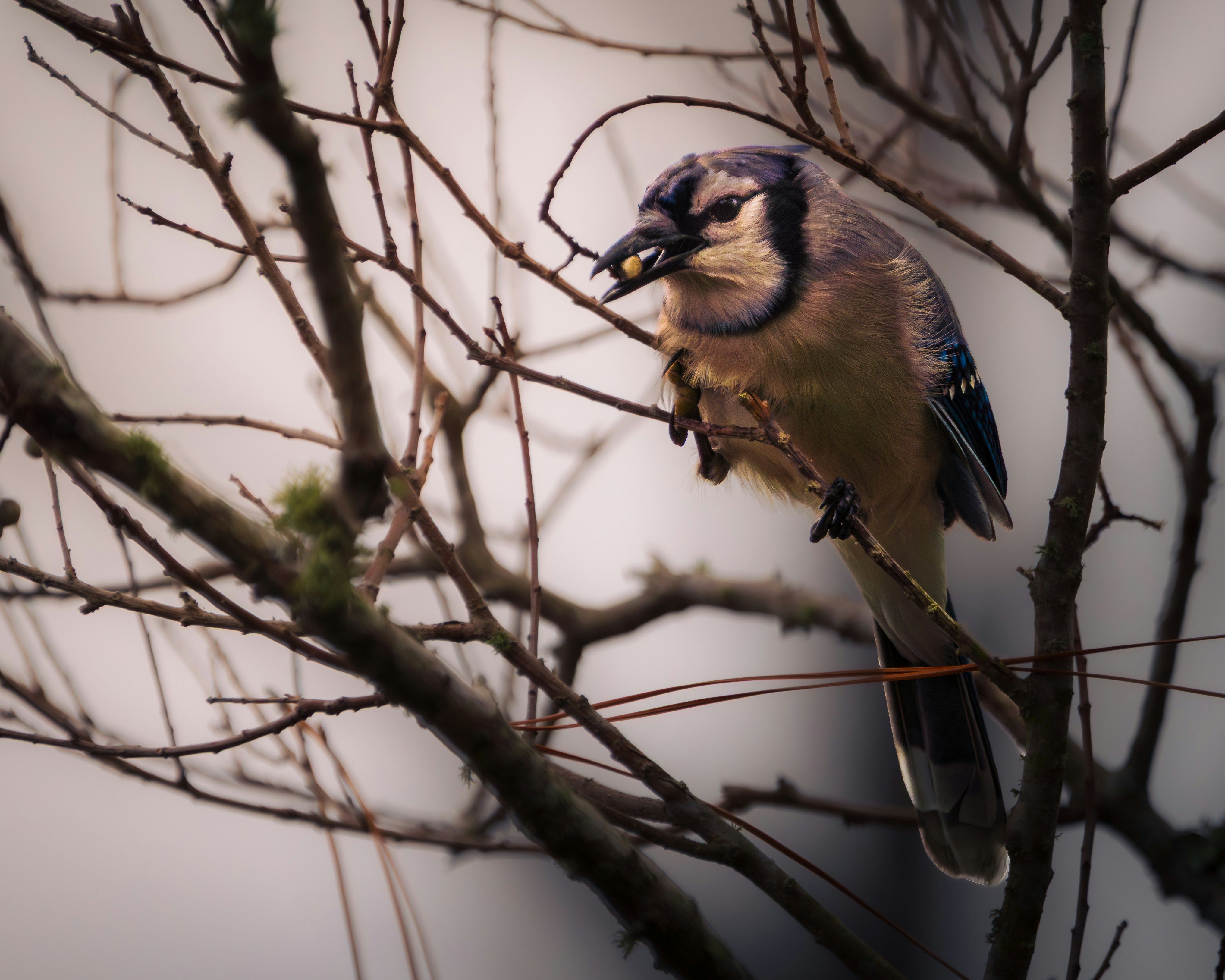 A Blue Jay perched on a tree branch in its natural woodland habitat.