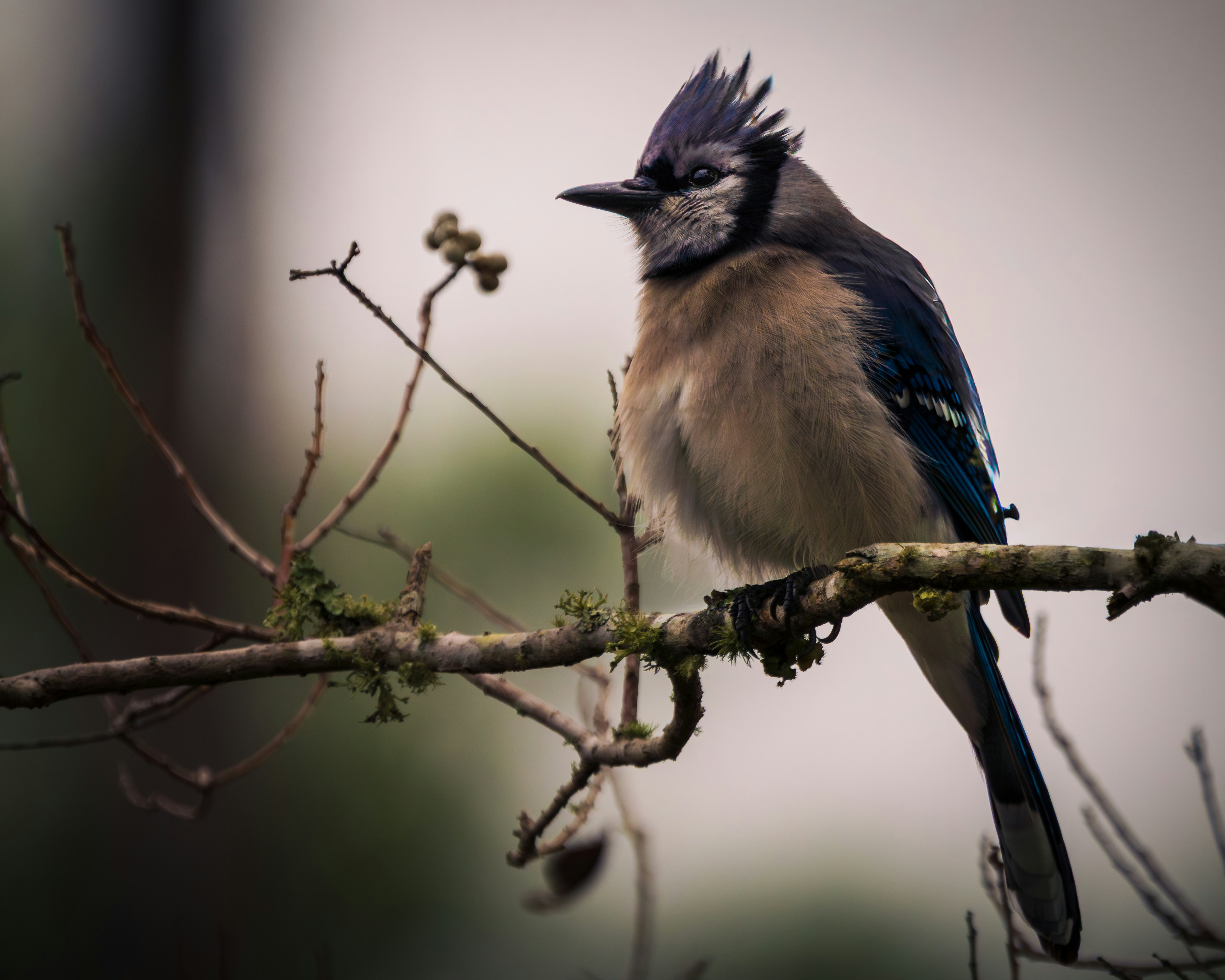 A Blue Jay perched on a tree branch in its natural woodland habitat.