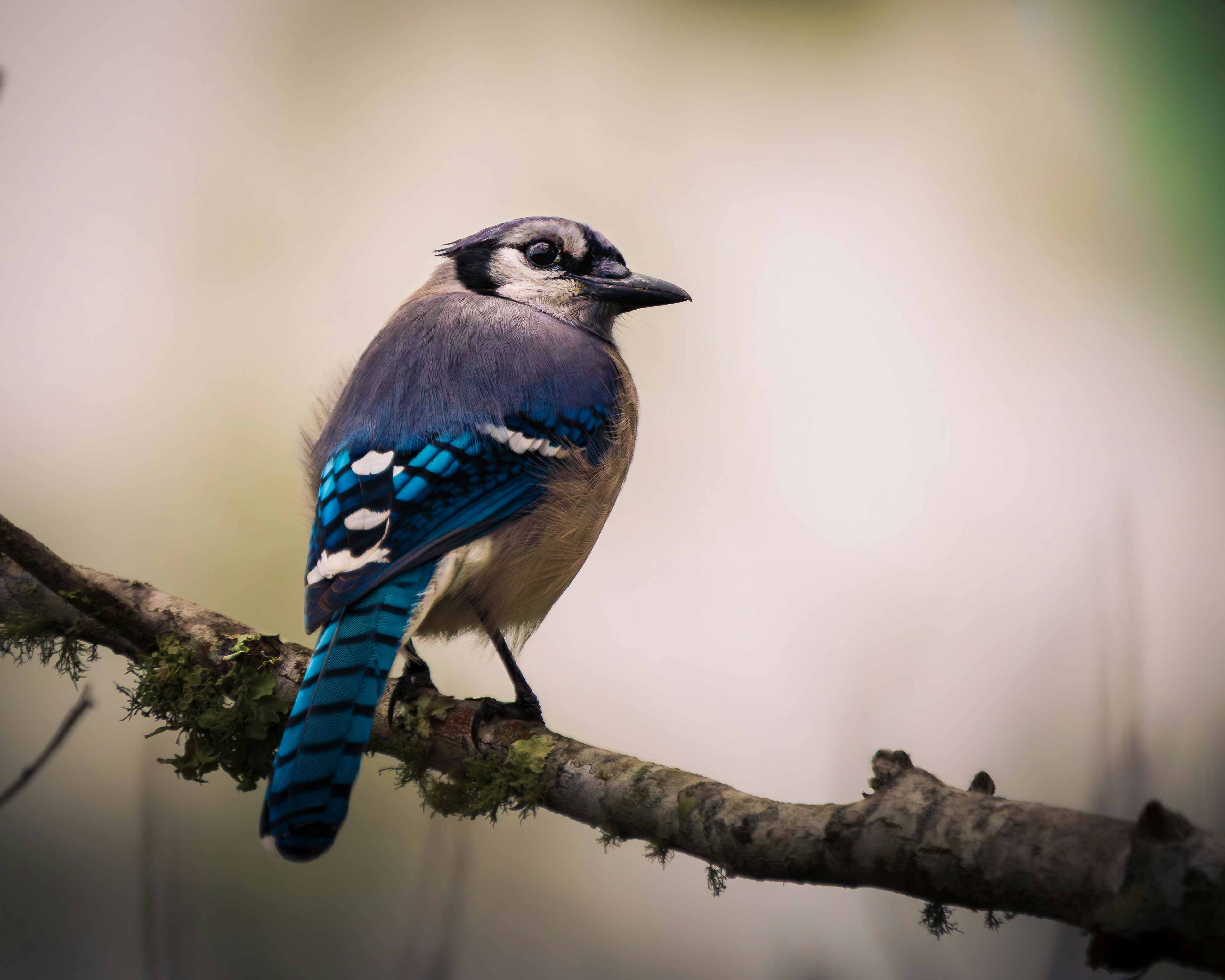 Azure Tail on a Mossy Branch