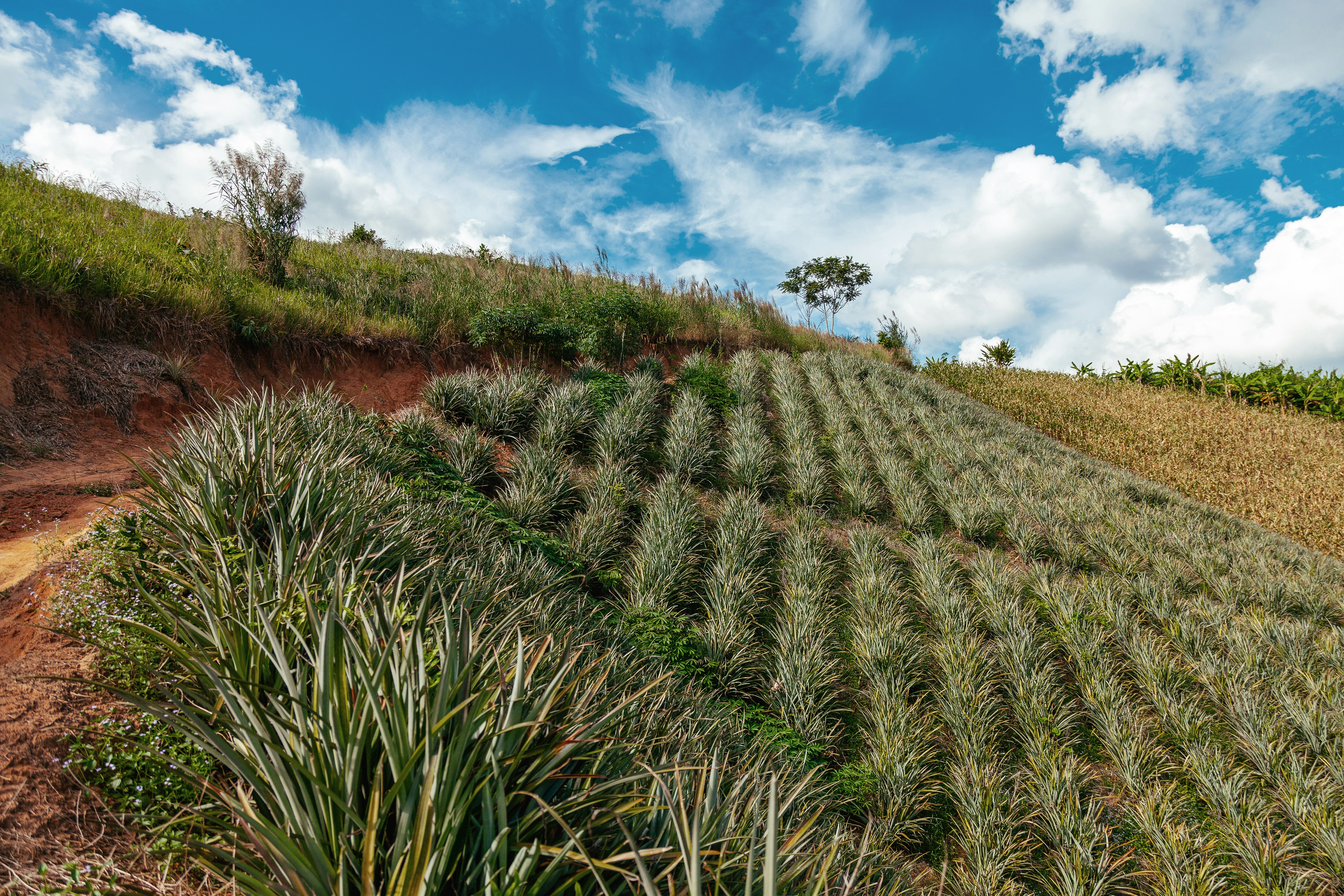 Exploring the Mae Yao countryside