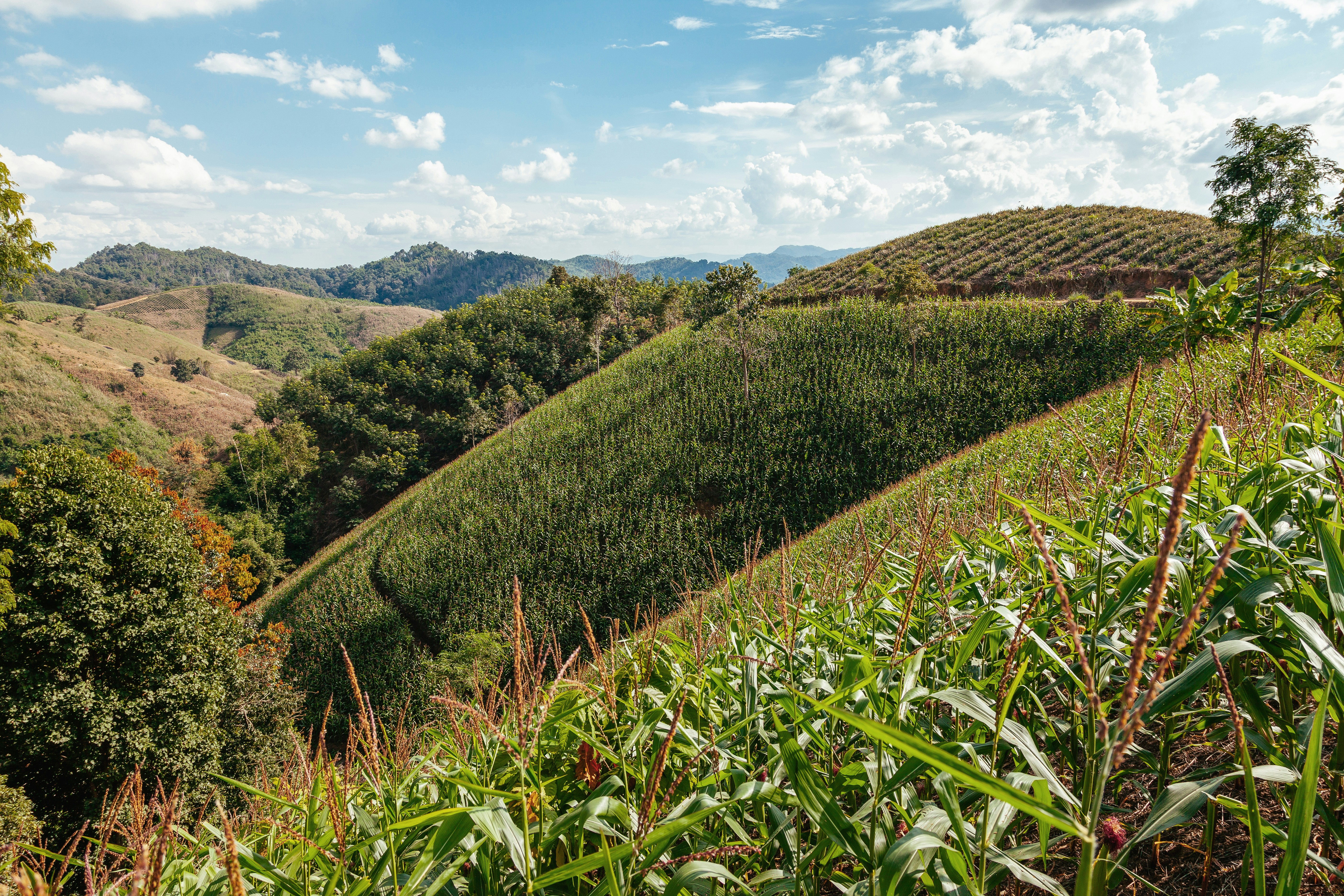 Terraced hills under a bright sky with verdant cornfields in foreground