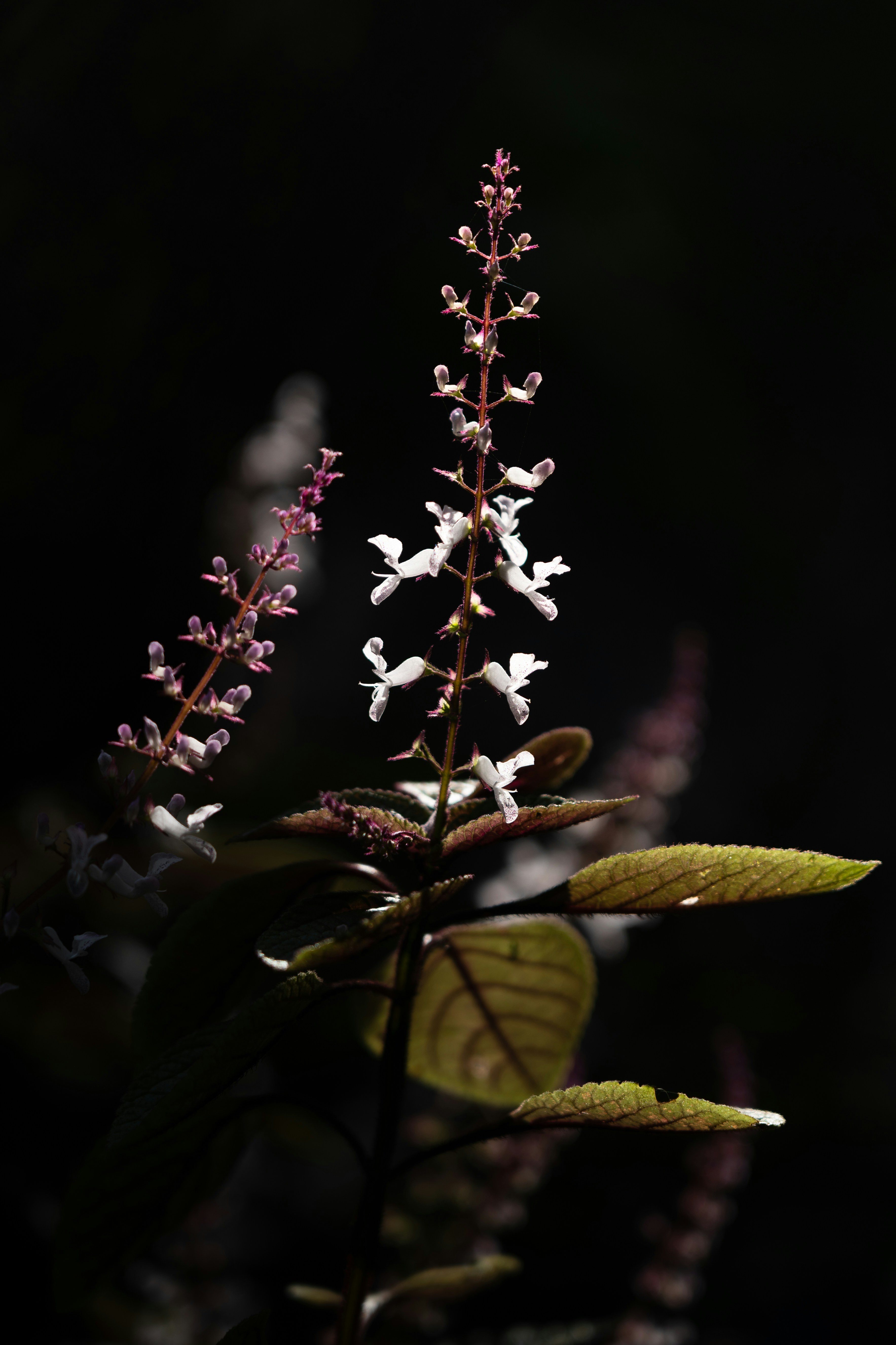 Lilac in the Spotlight: Narrow stalks of bloom against velvet darkness