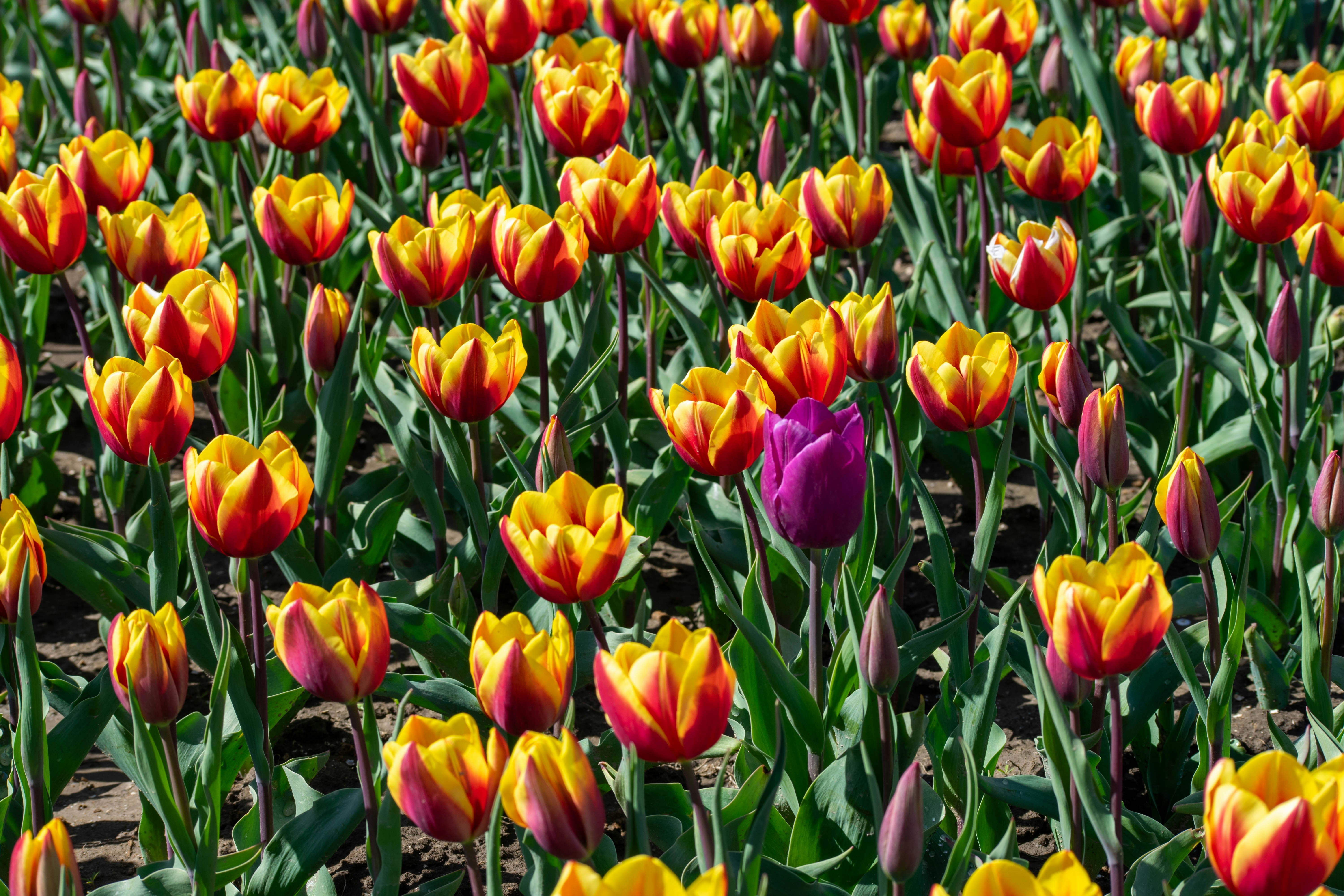 Rising Field of Golden-Tipped Tulips with a Singular Purple Bloom