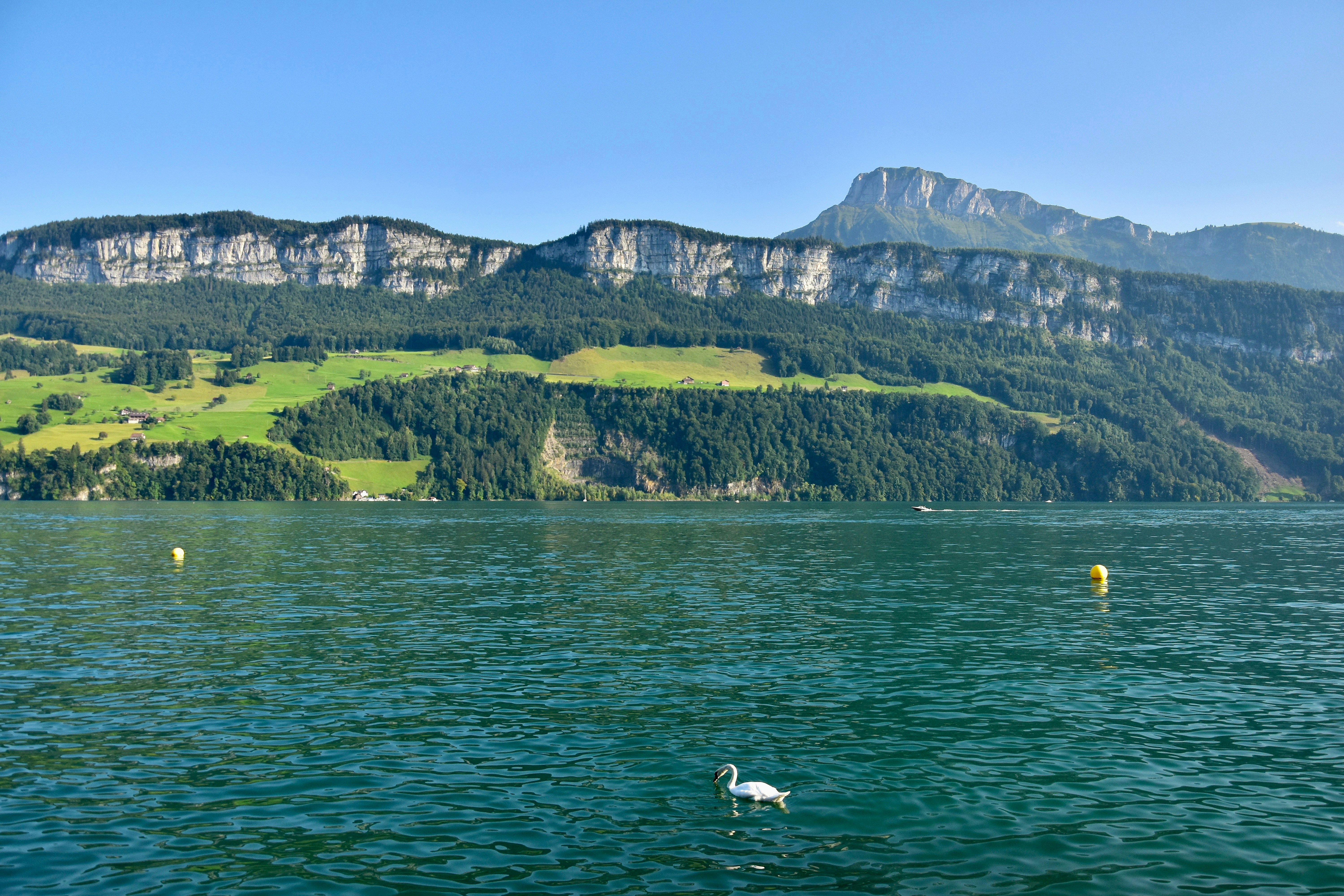 Serene Lake with Alpine Backdrop and a Lone Egret