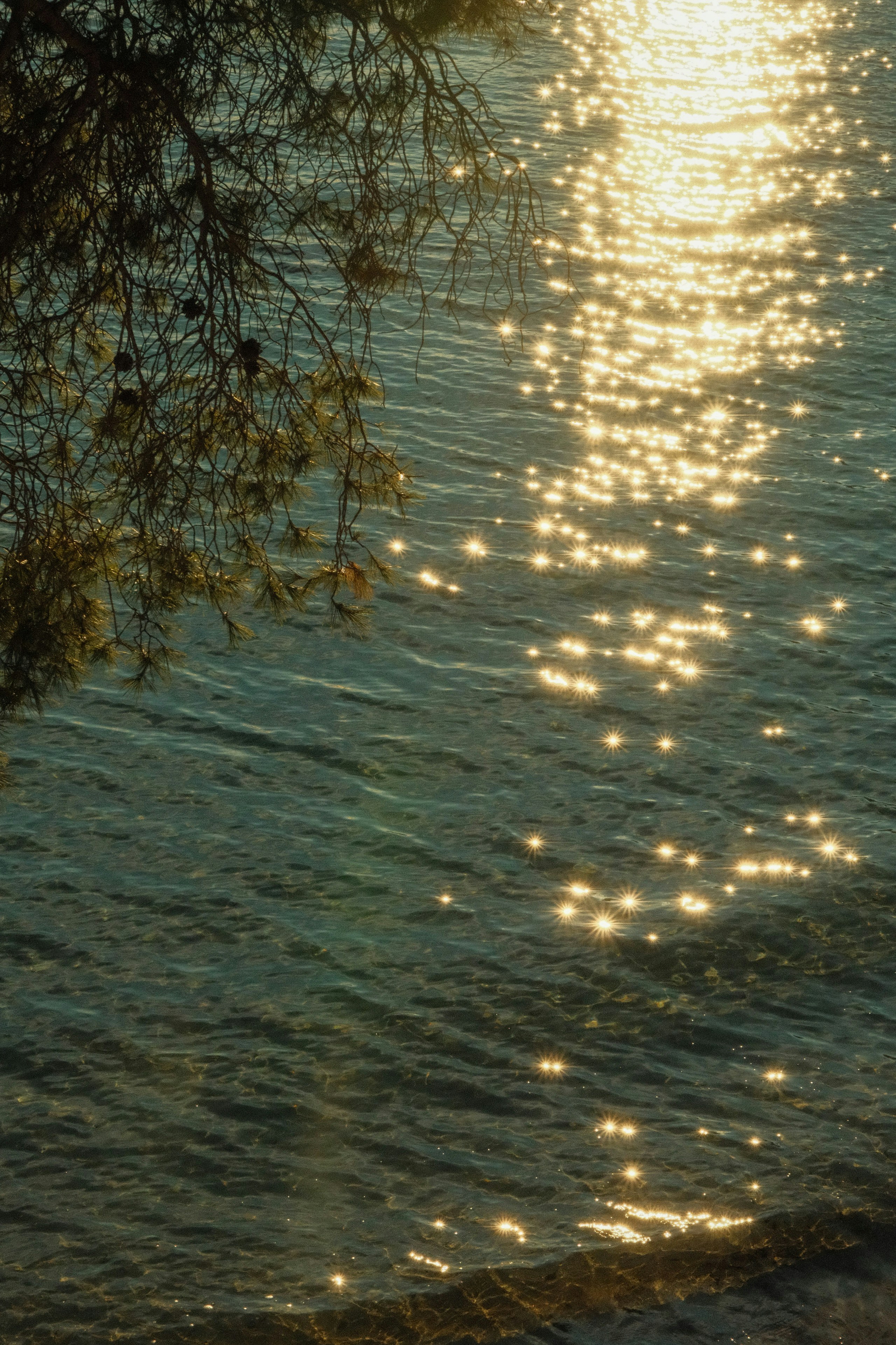Sunlit Ripples: Branches Courting the Glimmering Water