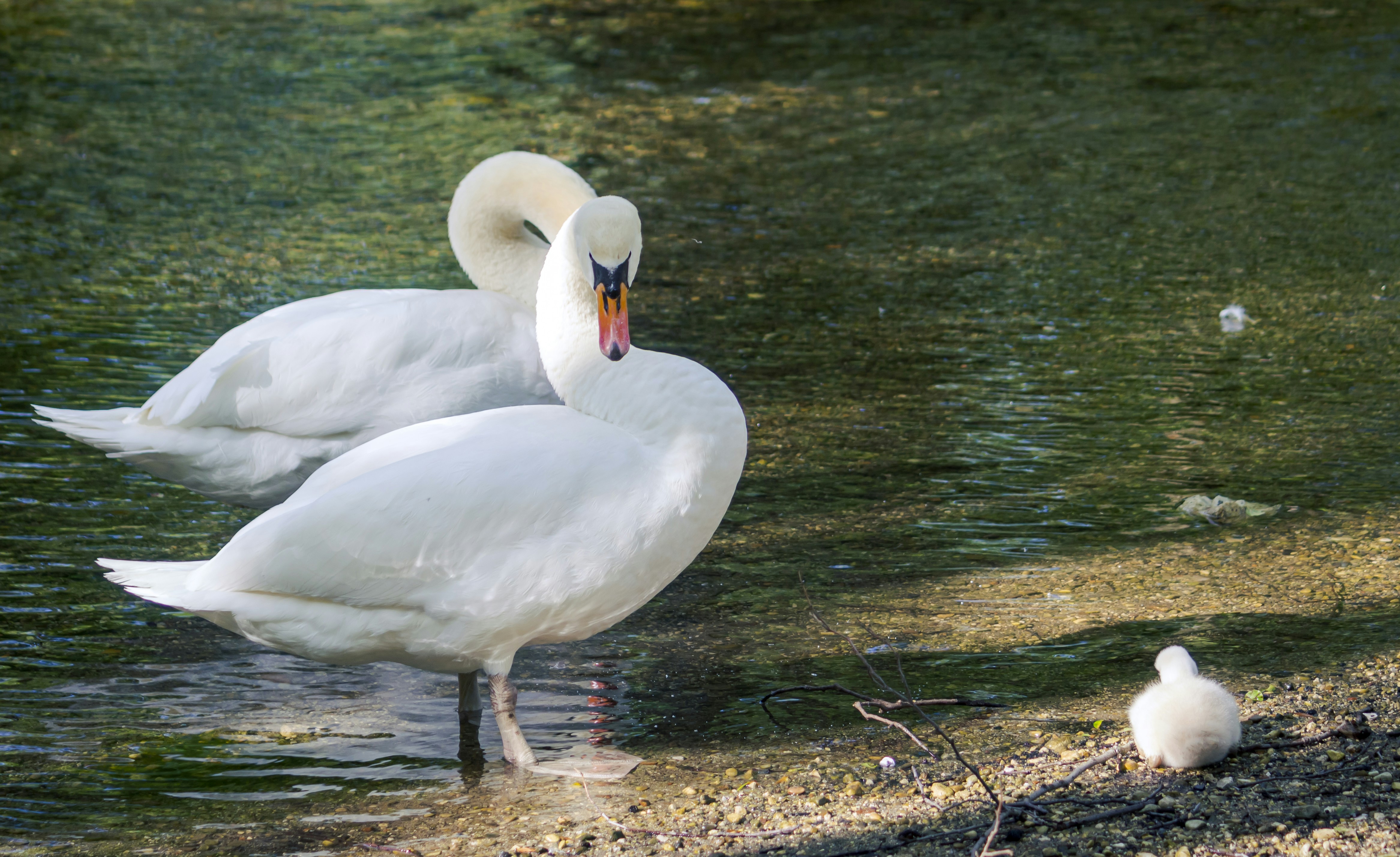 Photo by Sporisevic Photography with Canon EOS 4000D