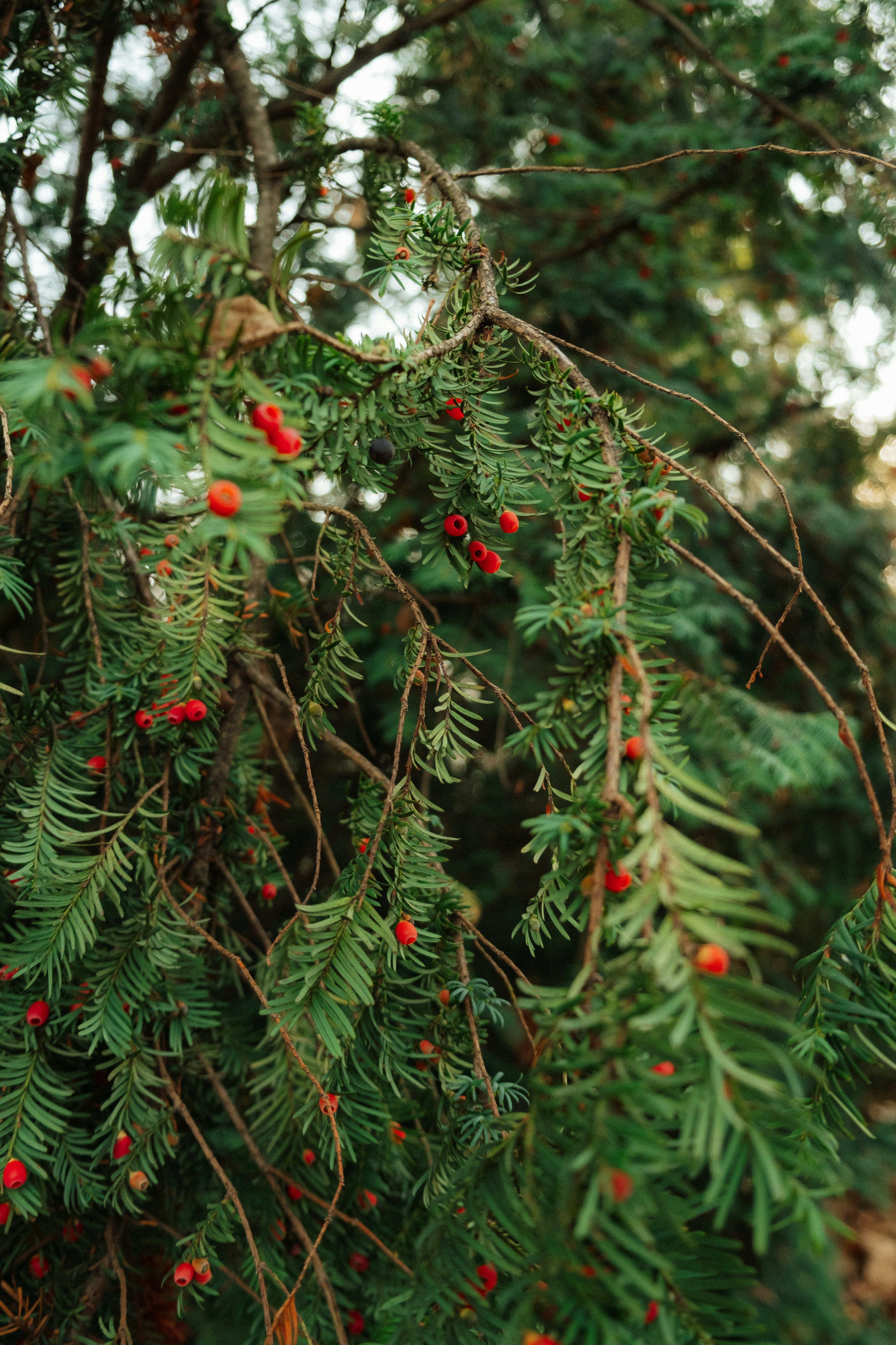 Photo by Grigorii Shcheglov with Fujifilm X-T30 II