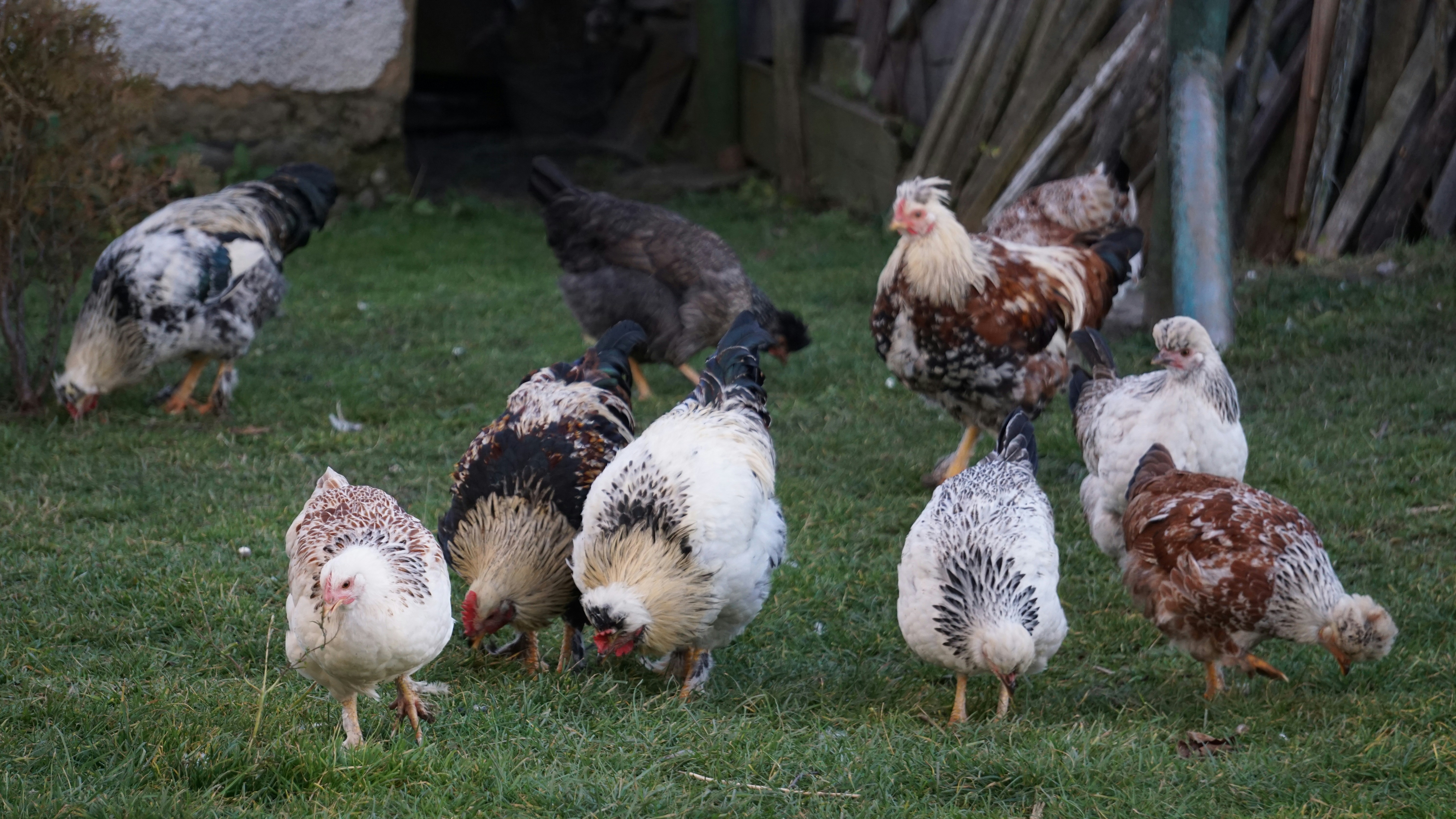 A lively flock foraging in a rustic backyard