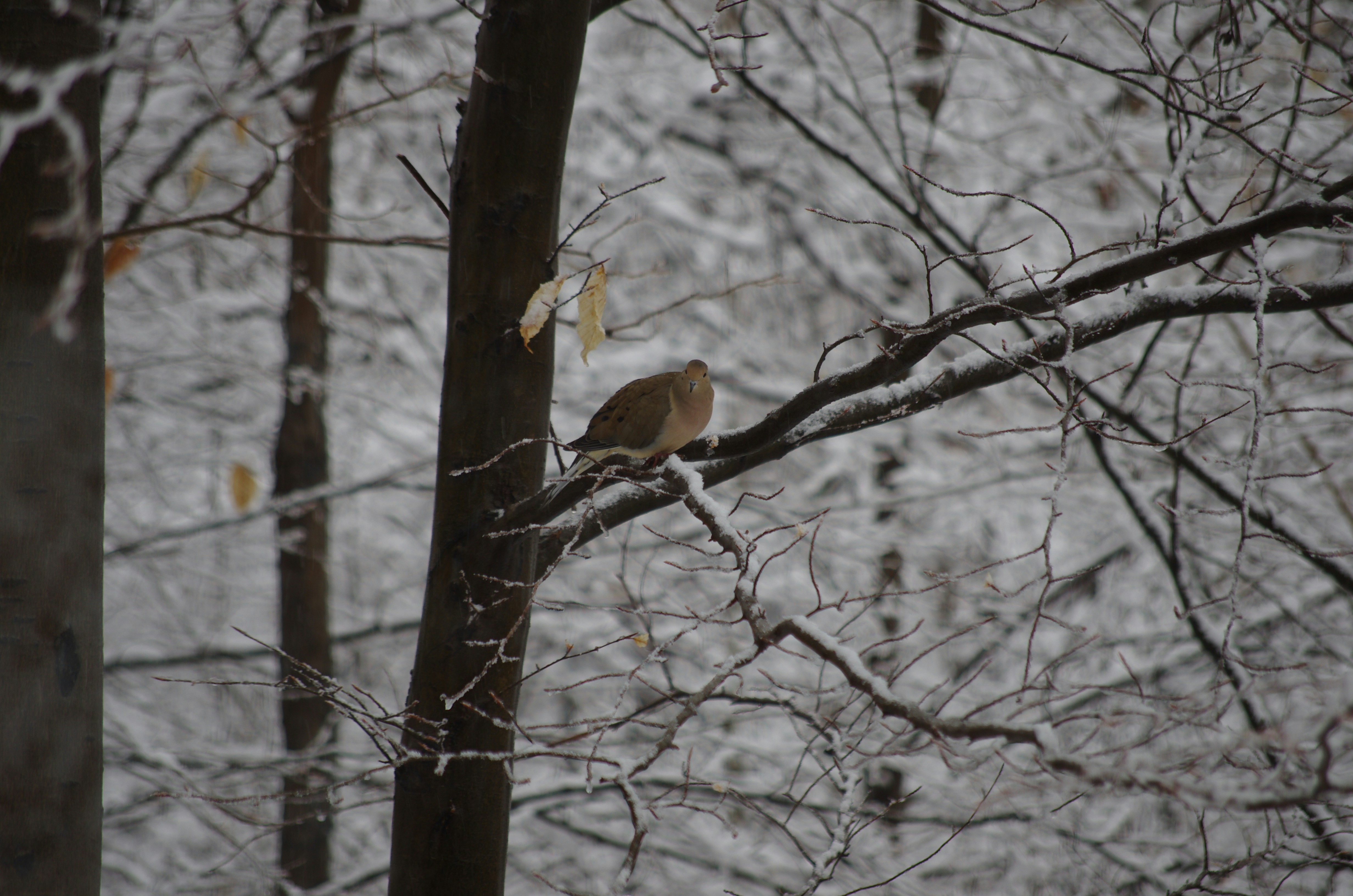 Snowy Branch Spotlight: A Small Bird on a Quiet Winter Limb