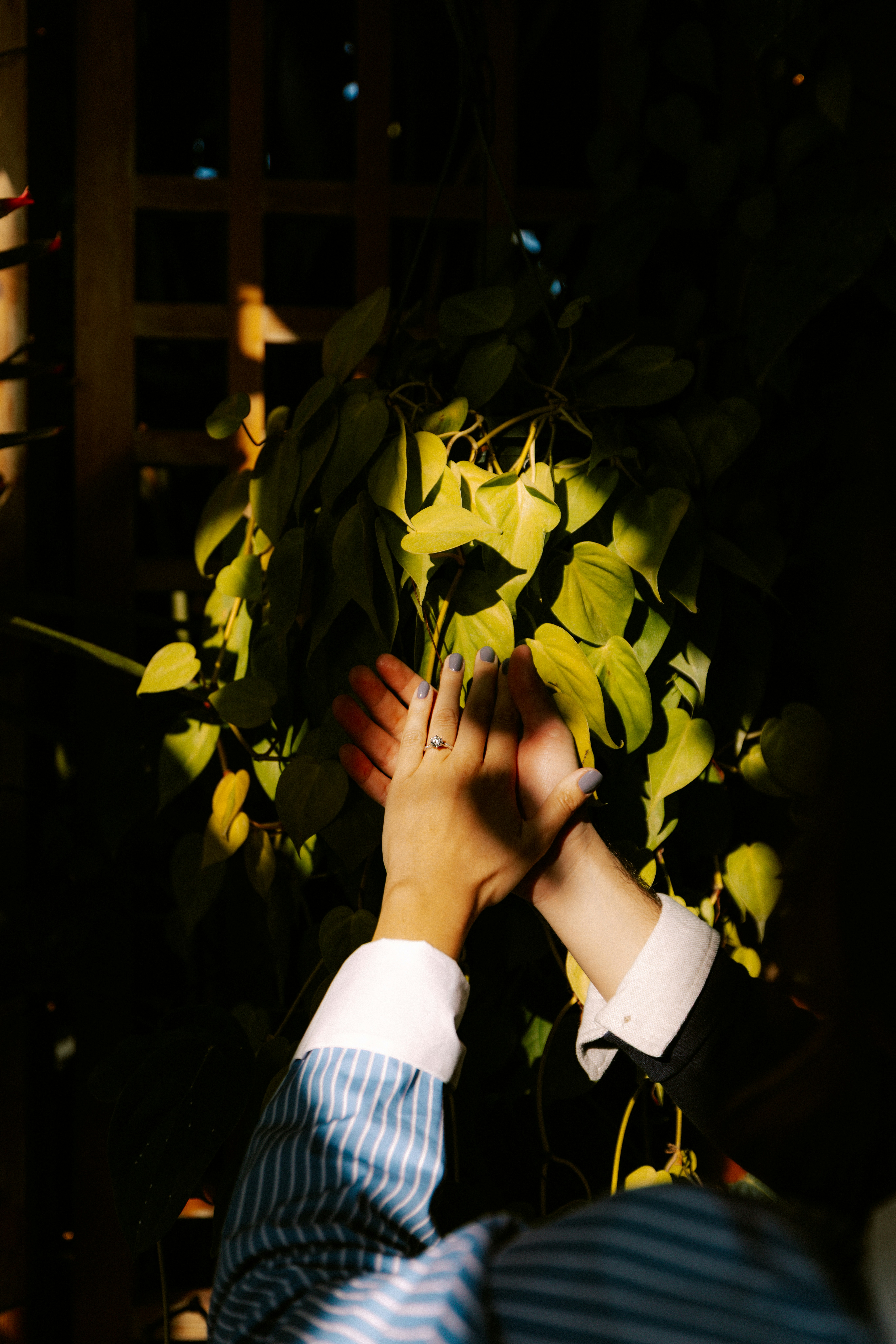 Hands Over Leaves: A Quiet Unity in Evening Light