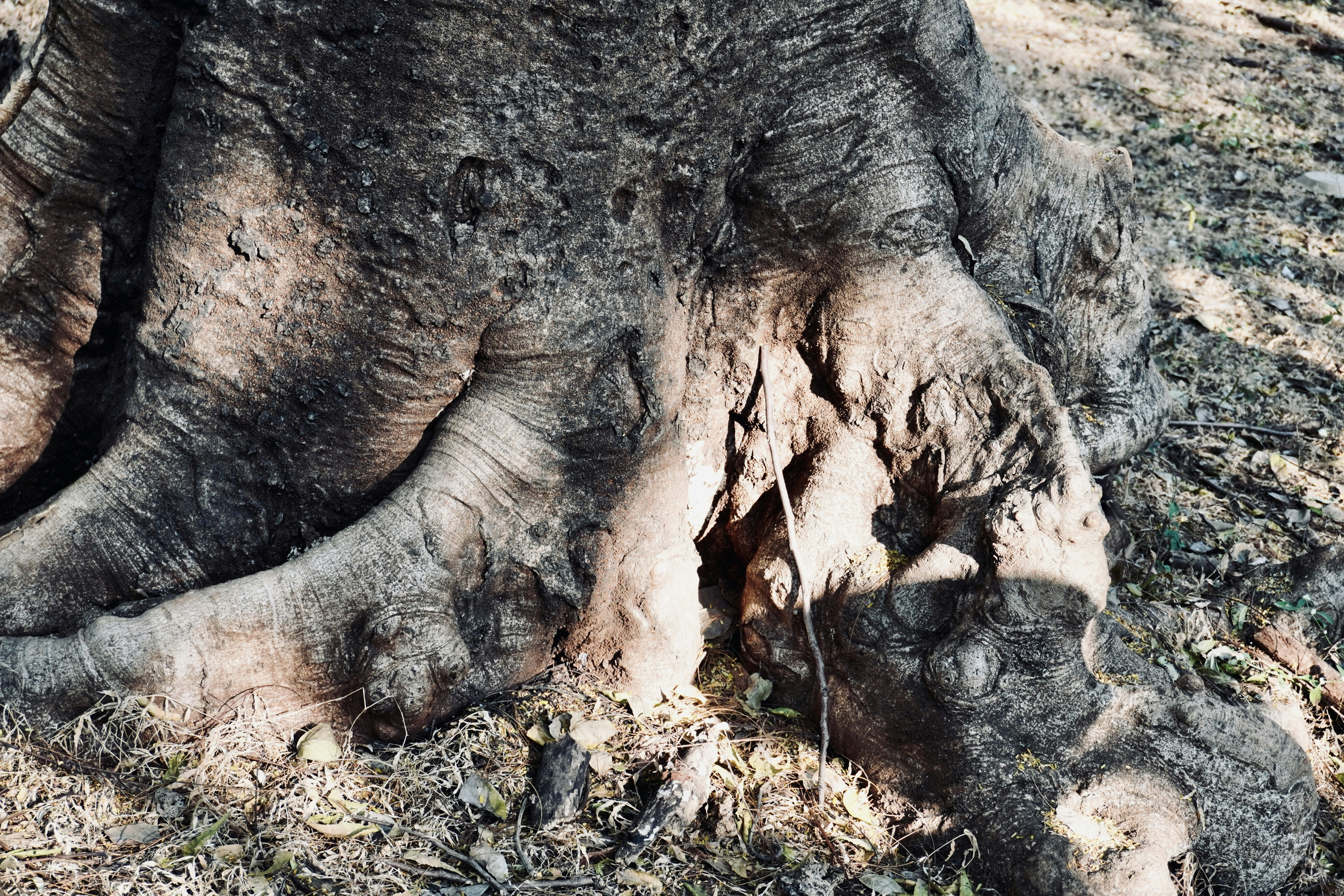 Rooted Armor: the gnarled trunk structure at forest floor