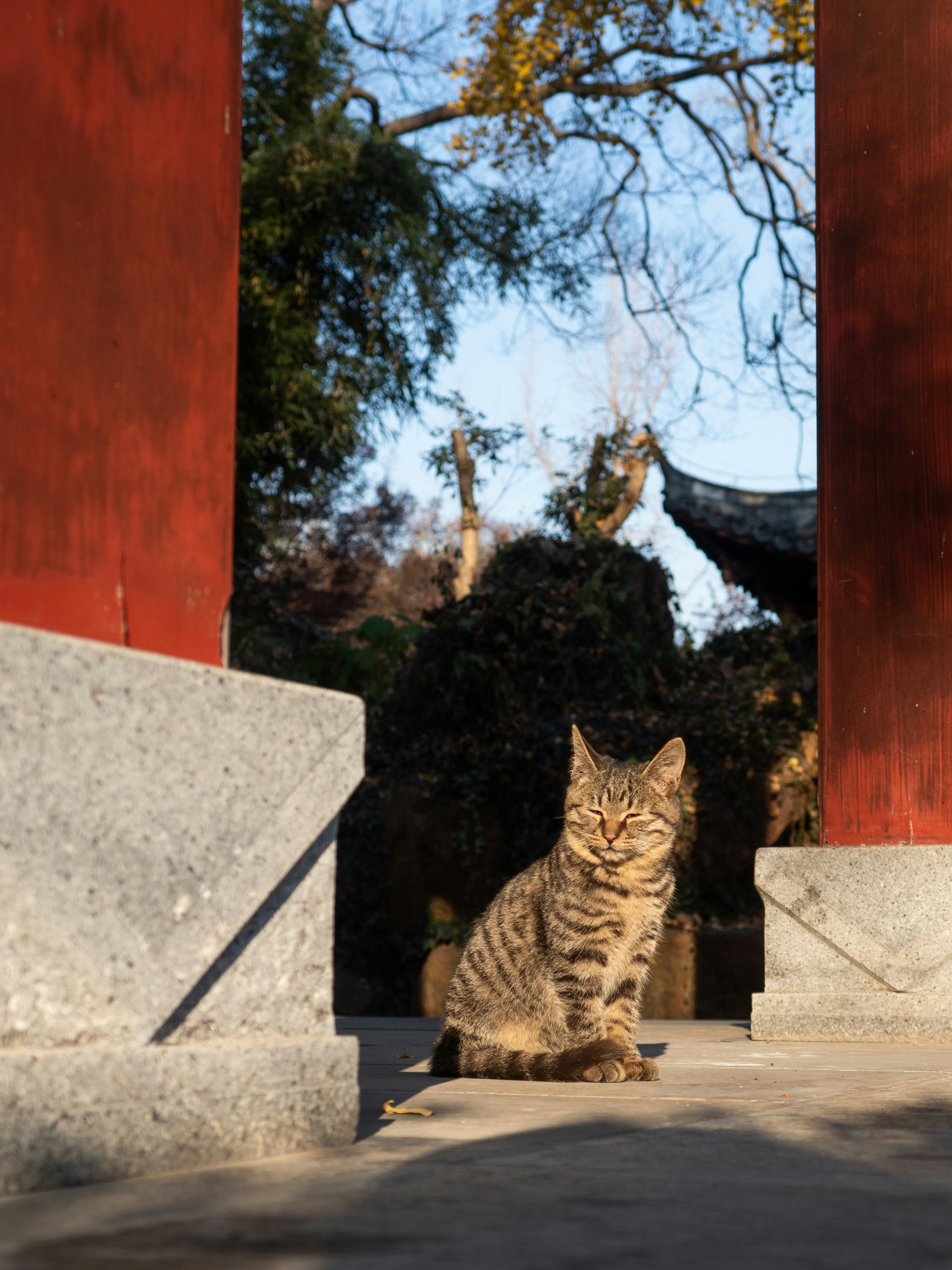 Sunlit Tabby at the Gate
