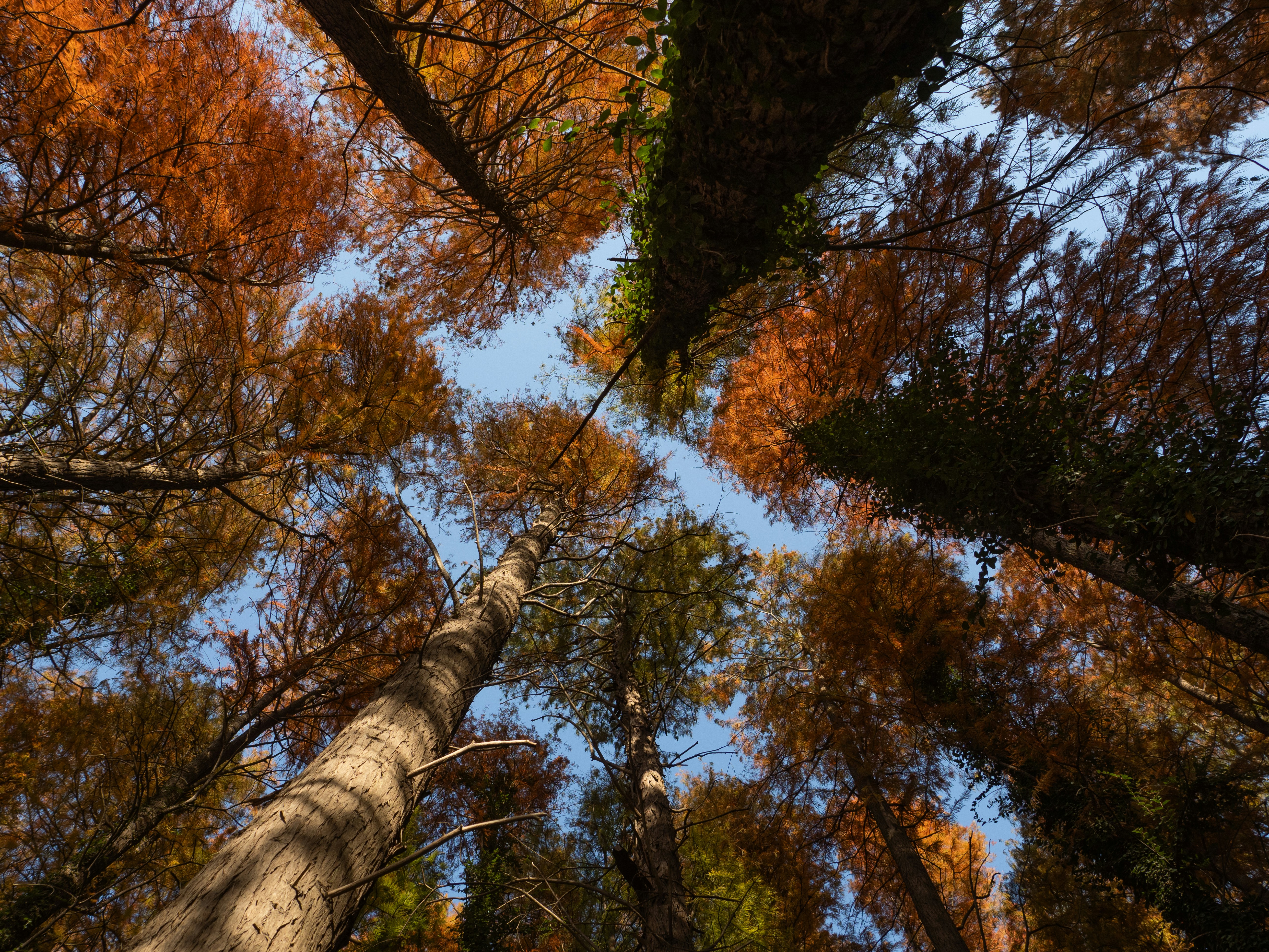 Towering Autumn Canopy: A Skyward Convergence