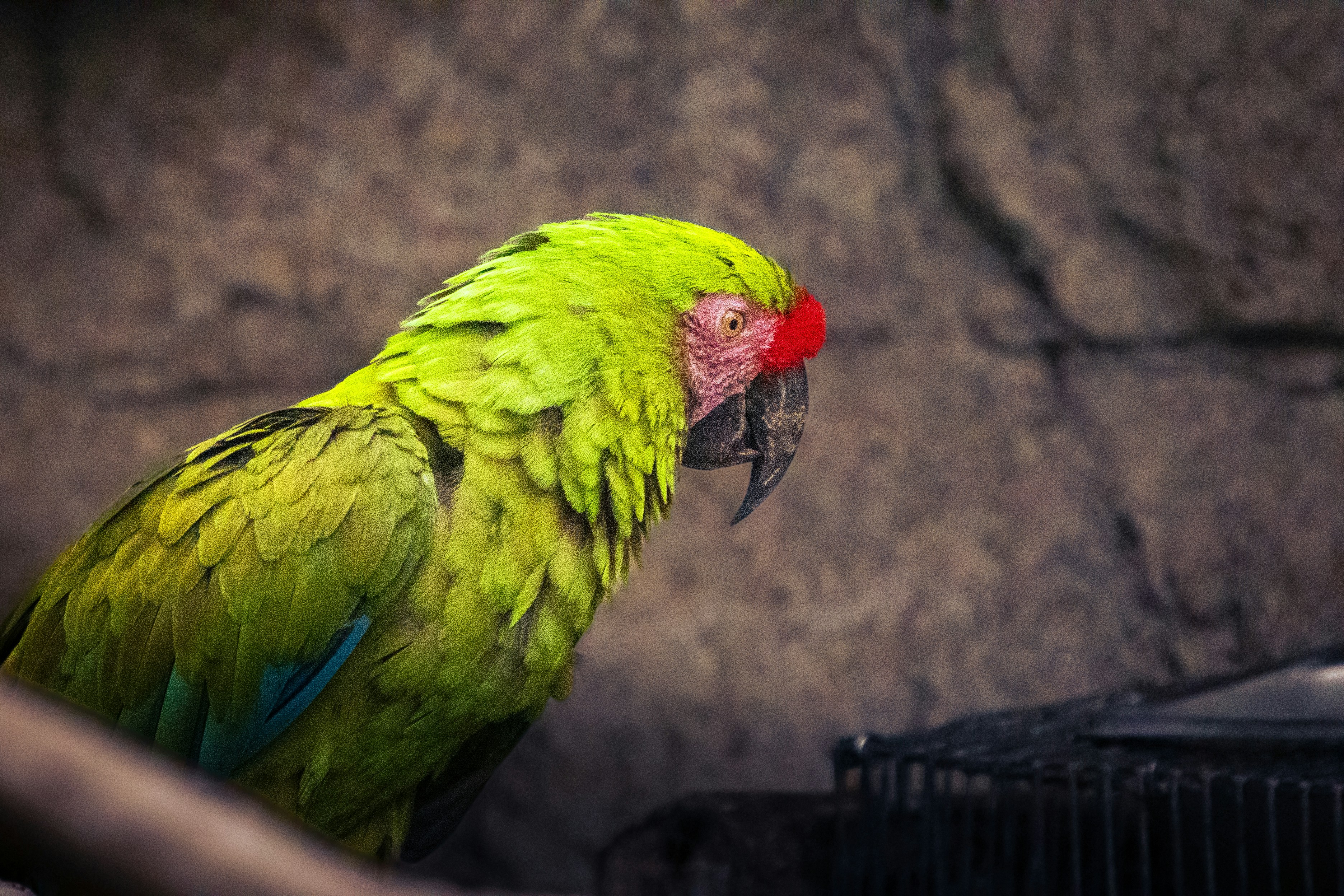 Lime Crest: Close-Up of a Green Macaw by the Wall