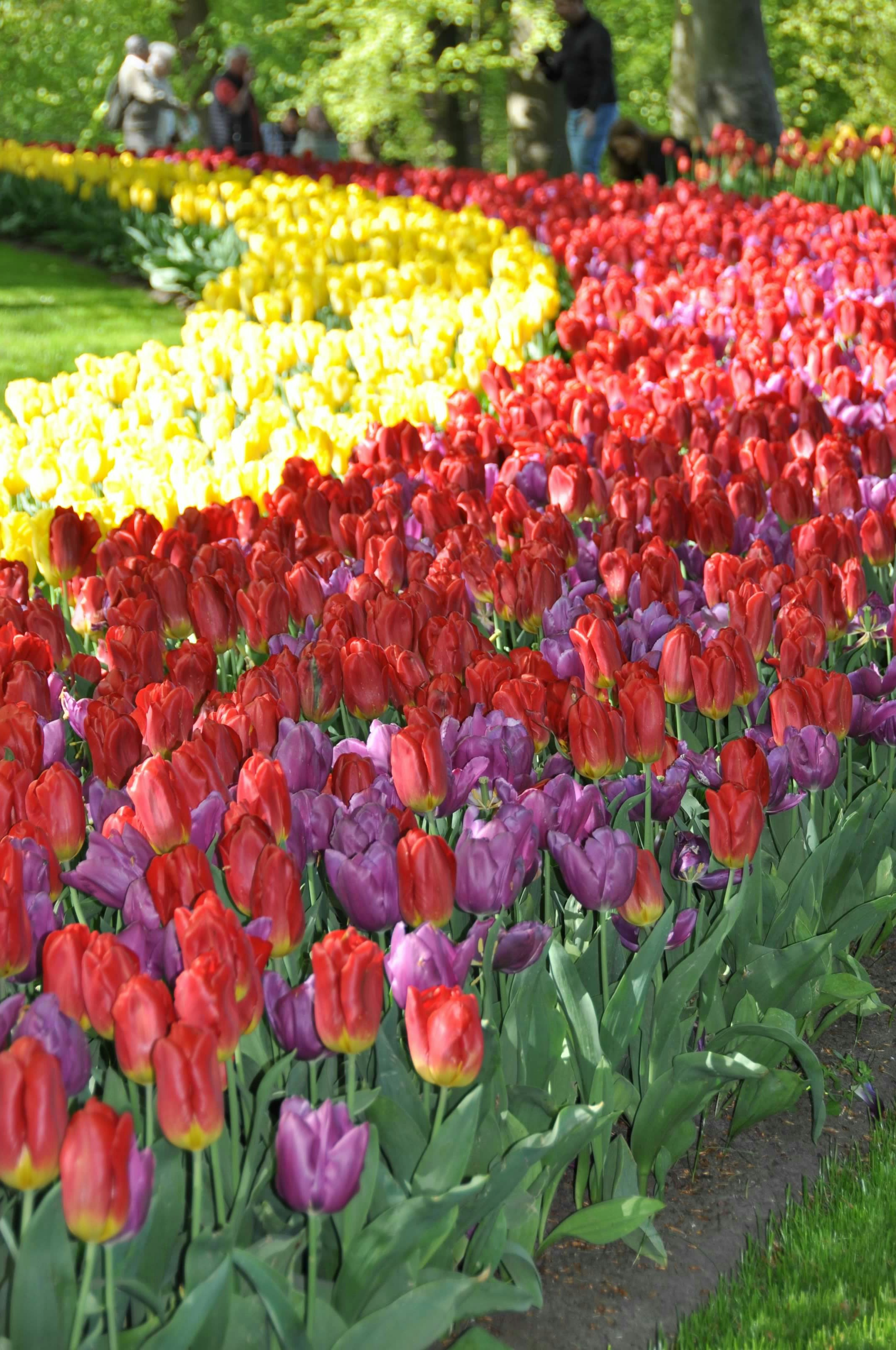 Ribbon of Tulip Colors: Yellow, Red, and Purple Rowed in a Sunlit Garden
