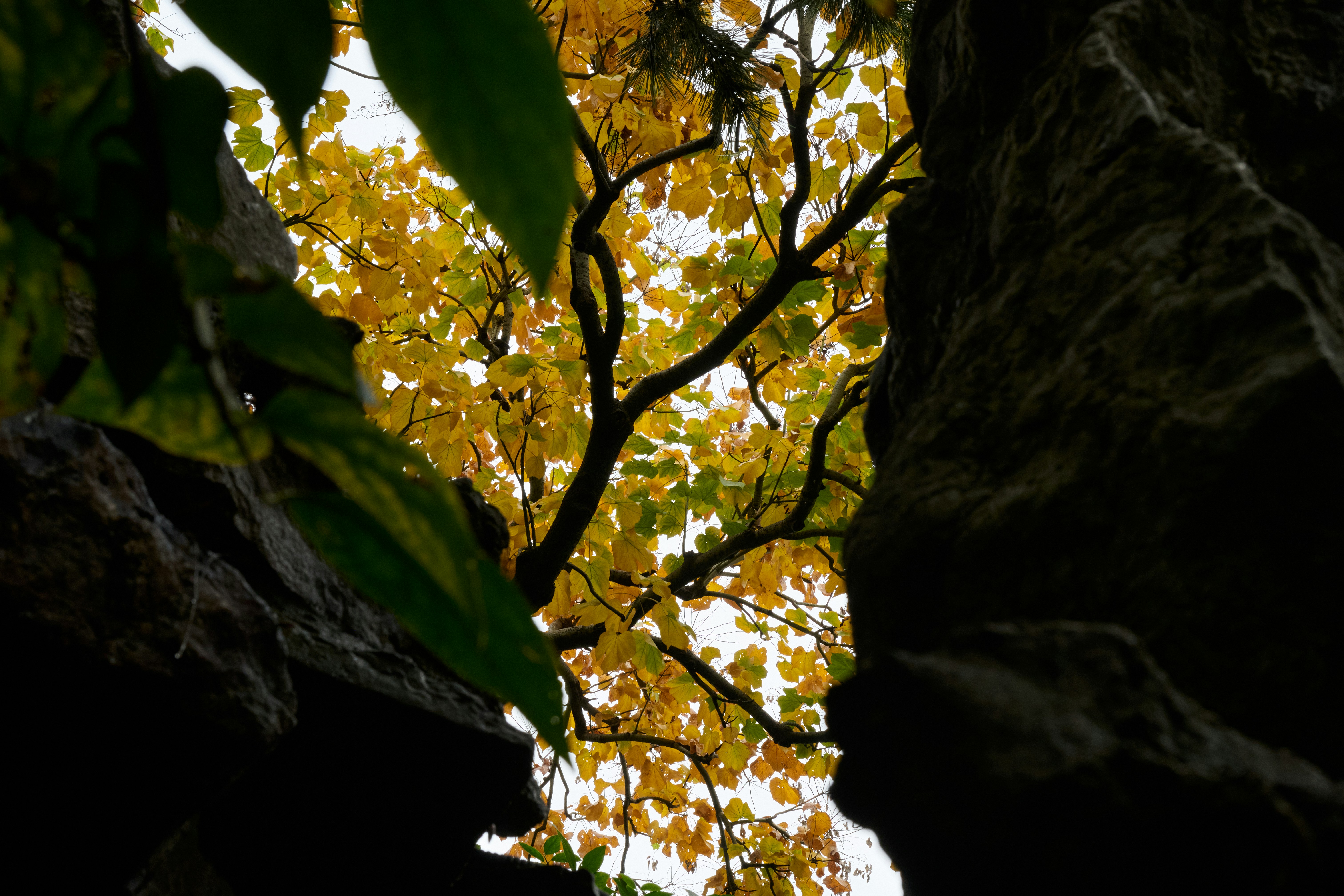 Photo by wyman Xu with Nikon Zf