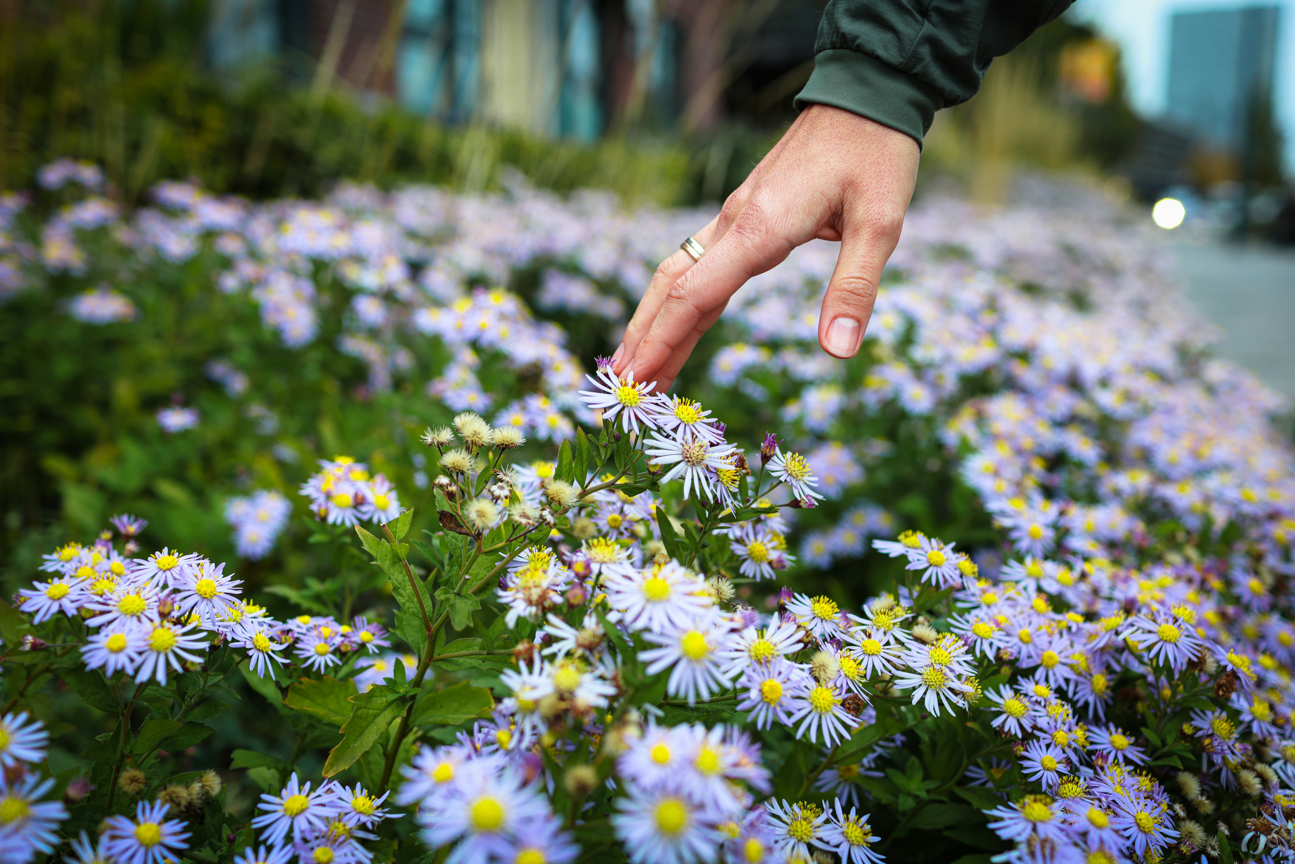 Finger brushing daisies: a quiet moment above a sea of blooms