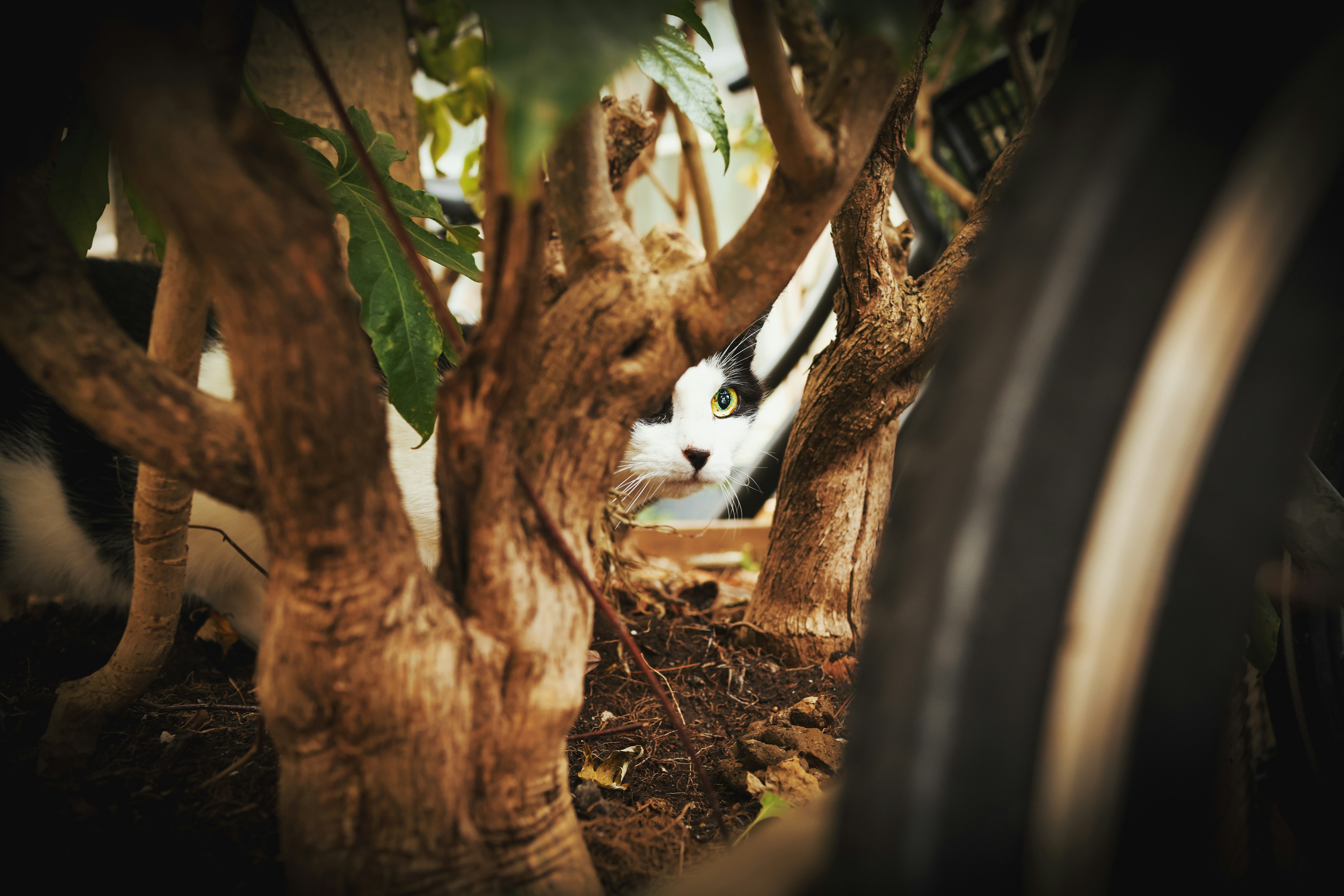 Hidden Gaze: Cat Revealed Between Gnarled Branches