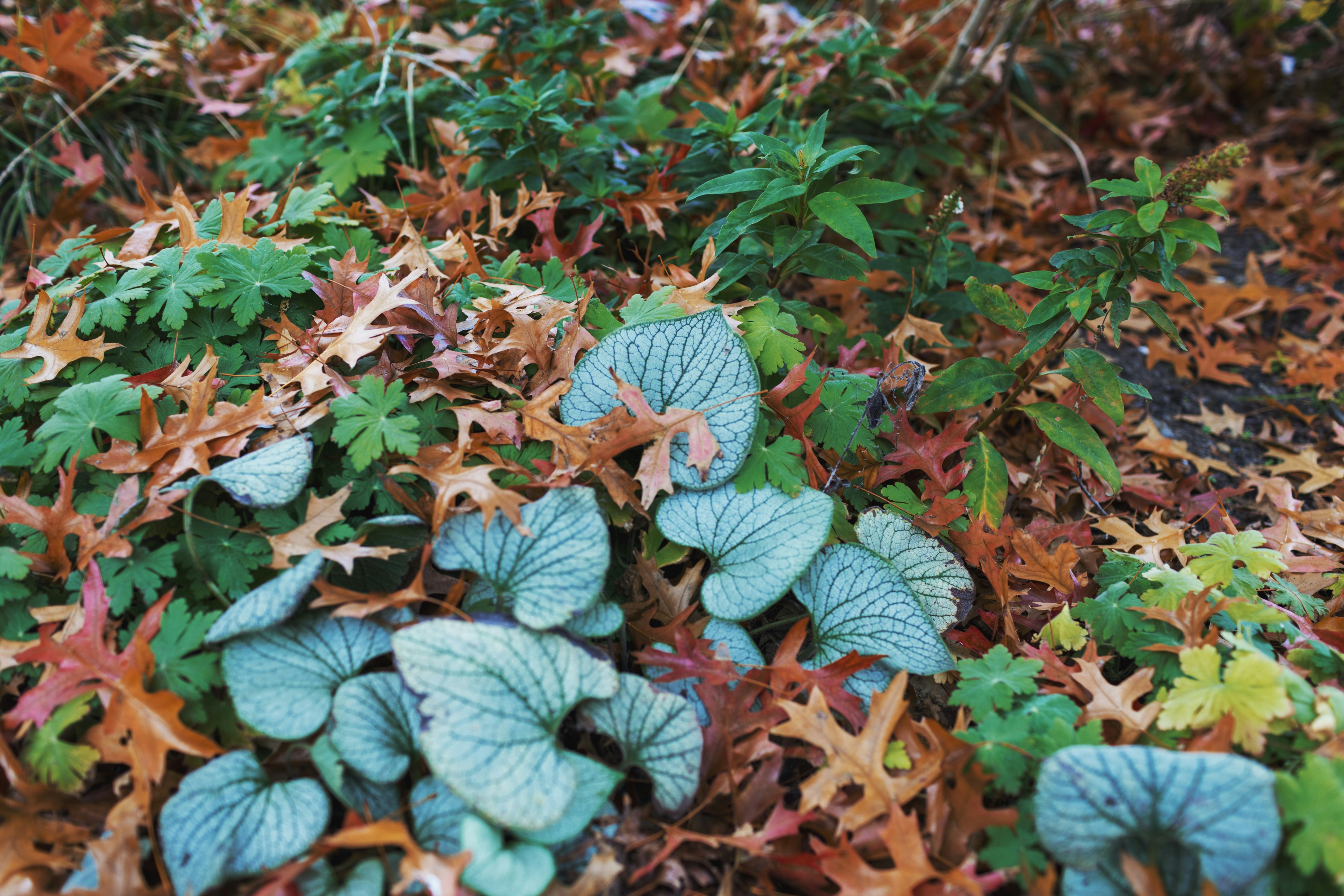 Verdant Groundcover with Silver-veined Leaves in Autumn Understory