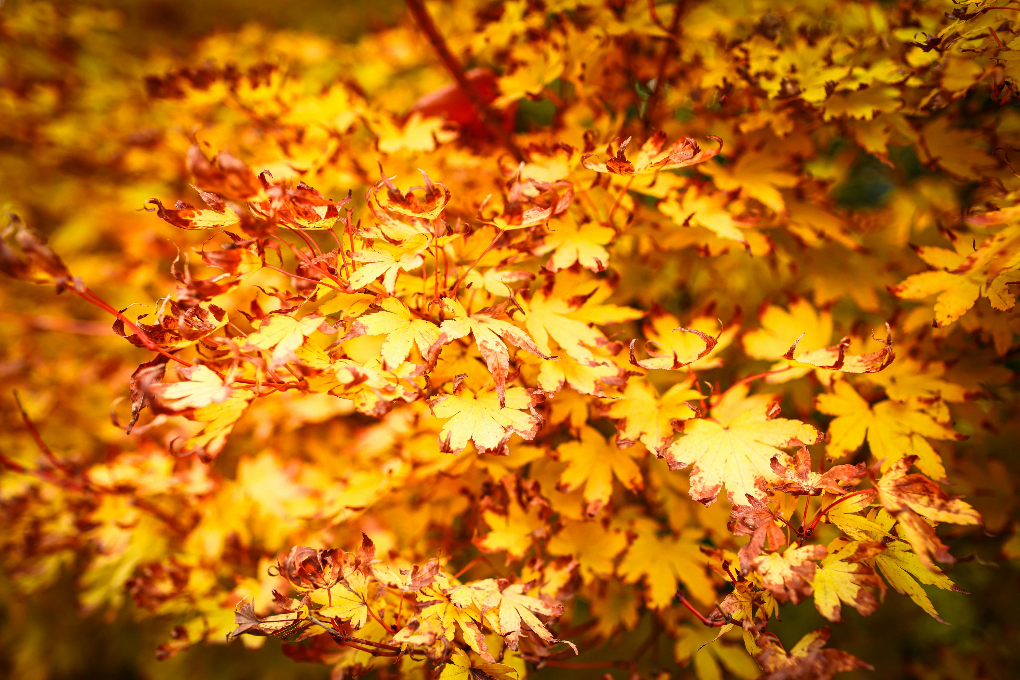 Autumn Spectrum: Sunlit Maple Canopy in Golden Hour