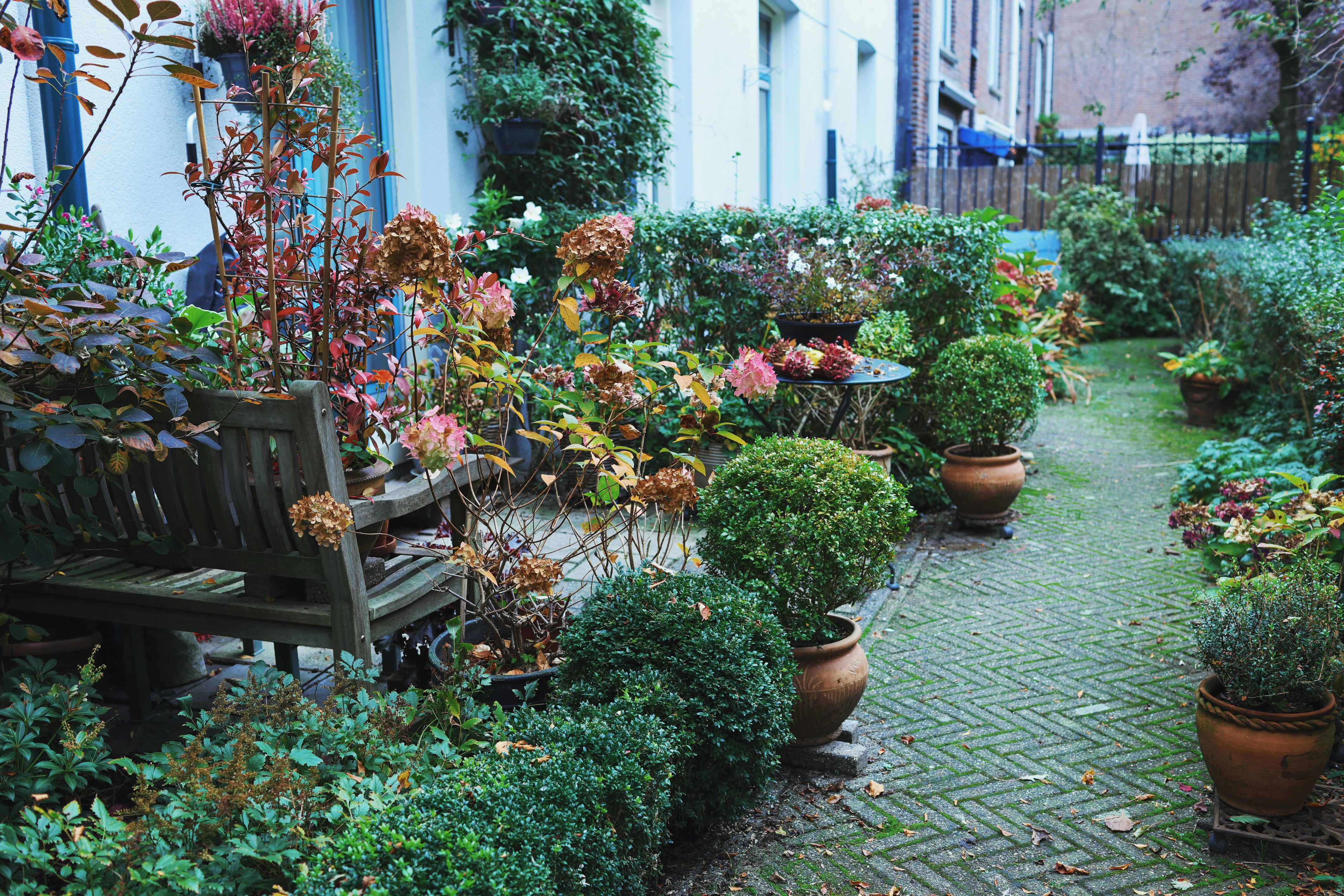 A charming courtyard garden tucked behind Amsterdam row houses, filled with potted boxwood, dried hydrangeas, and autumn foliage on a moody fall day.