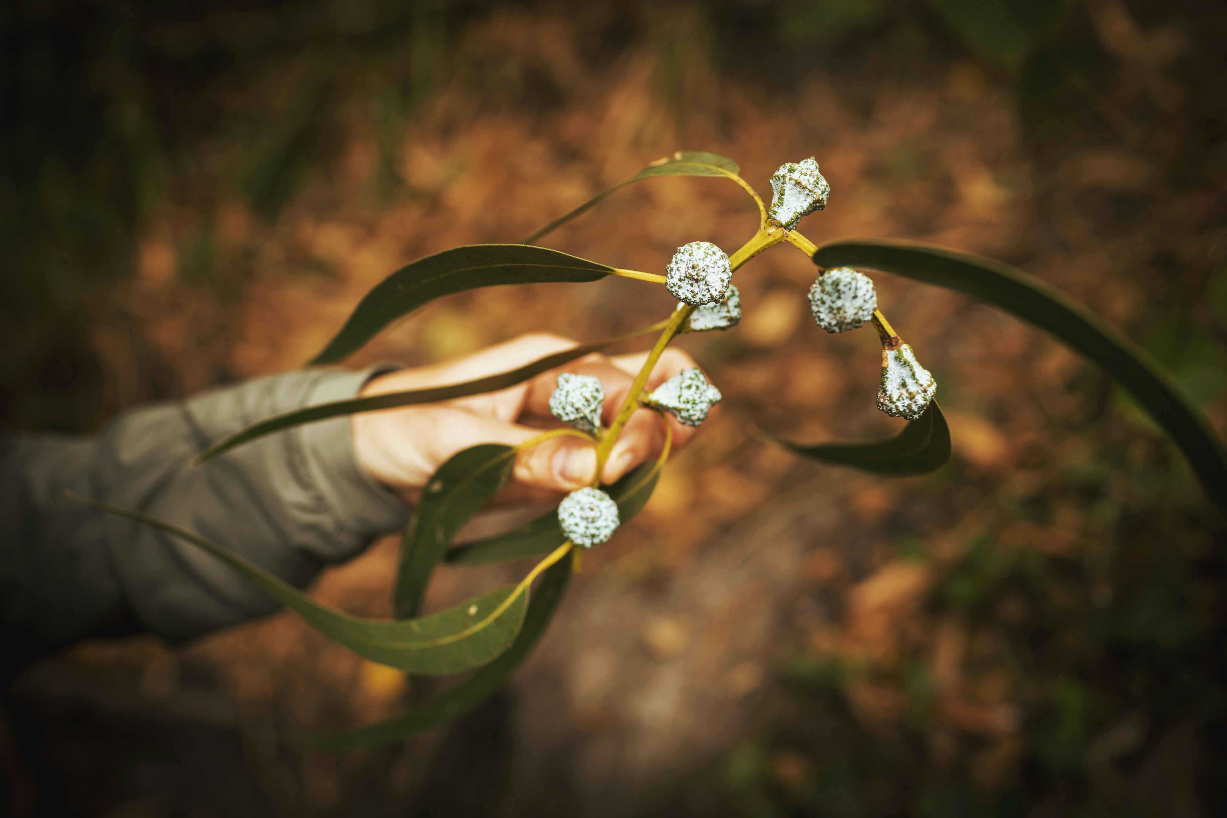 Delicate cluster of white blossoms held against a forest floor