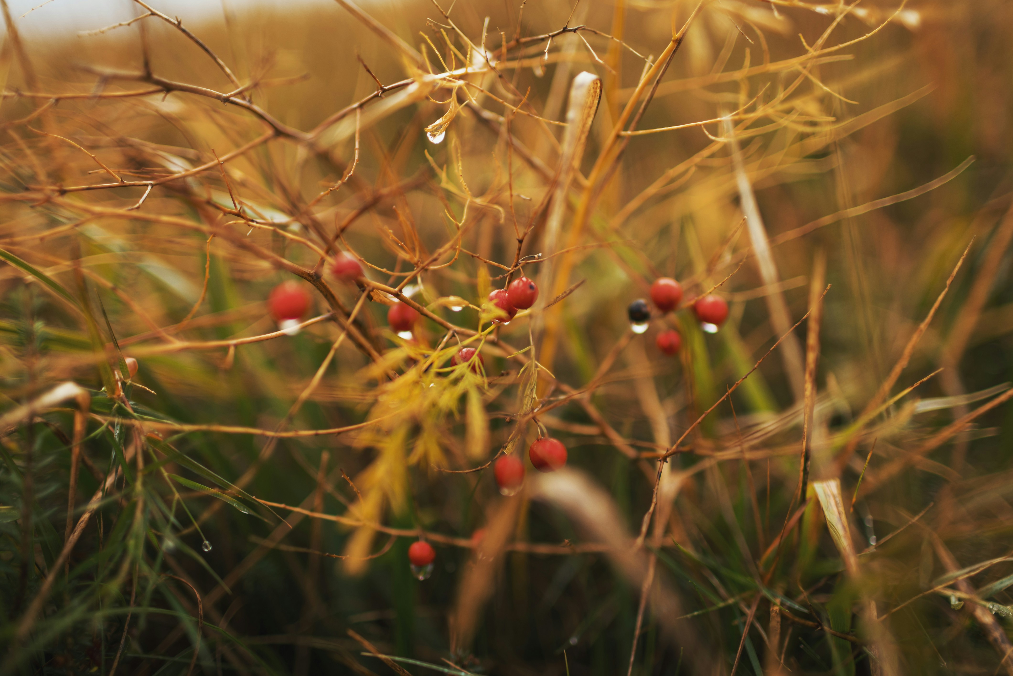 Red Berries on a Tangle of Golden Stems