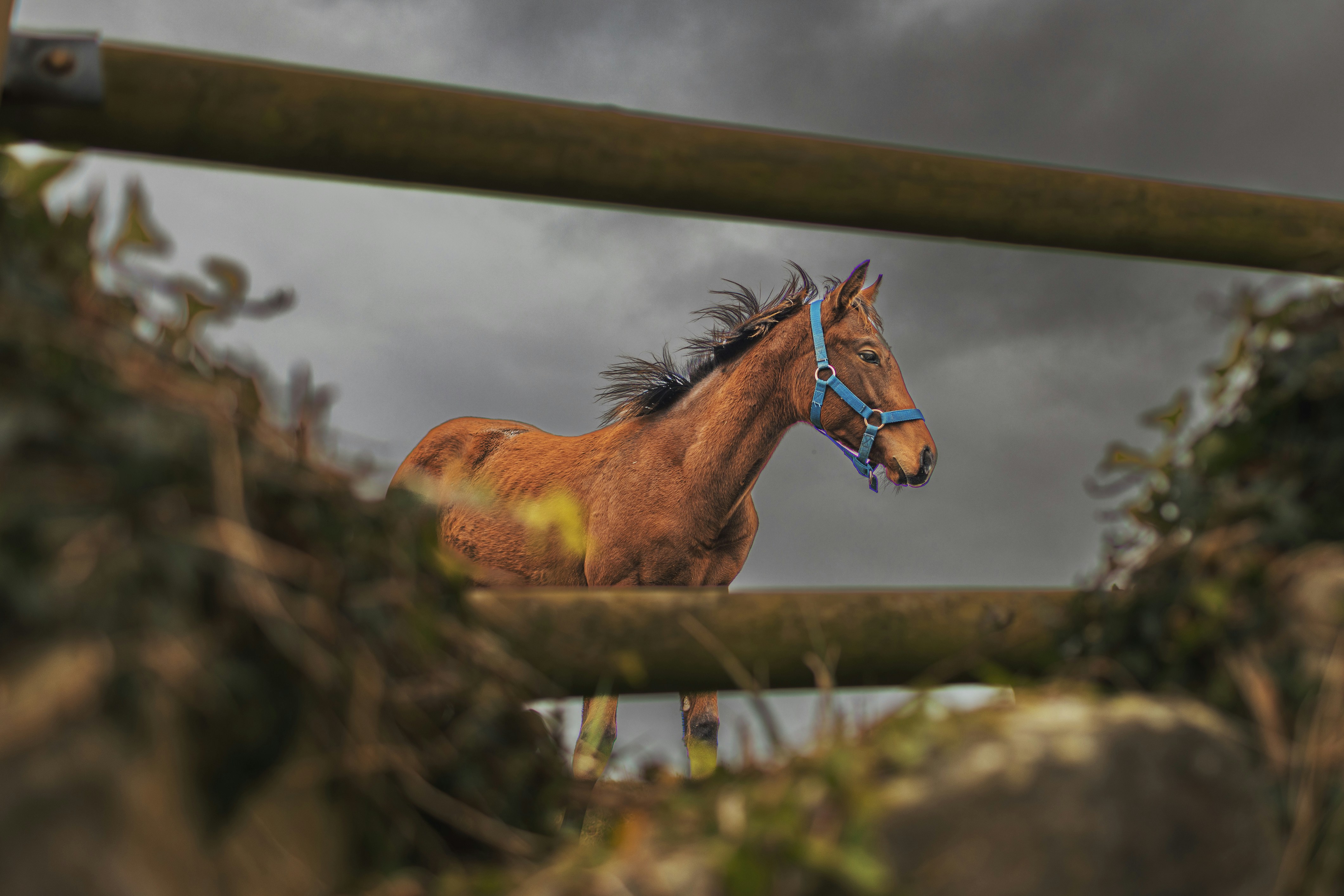 A chestnut horse with a blue halter stands alert in a misty Asturian pasture near Punta de la Entornada, framed through wooden fence rails under stormy skies.