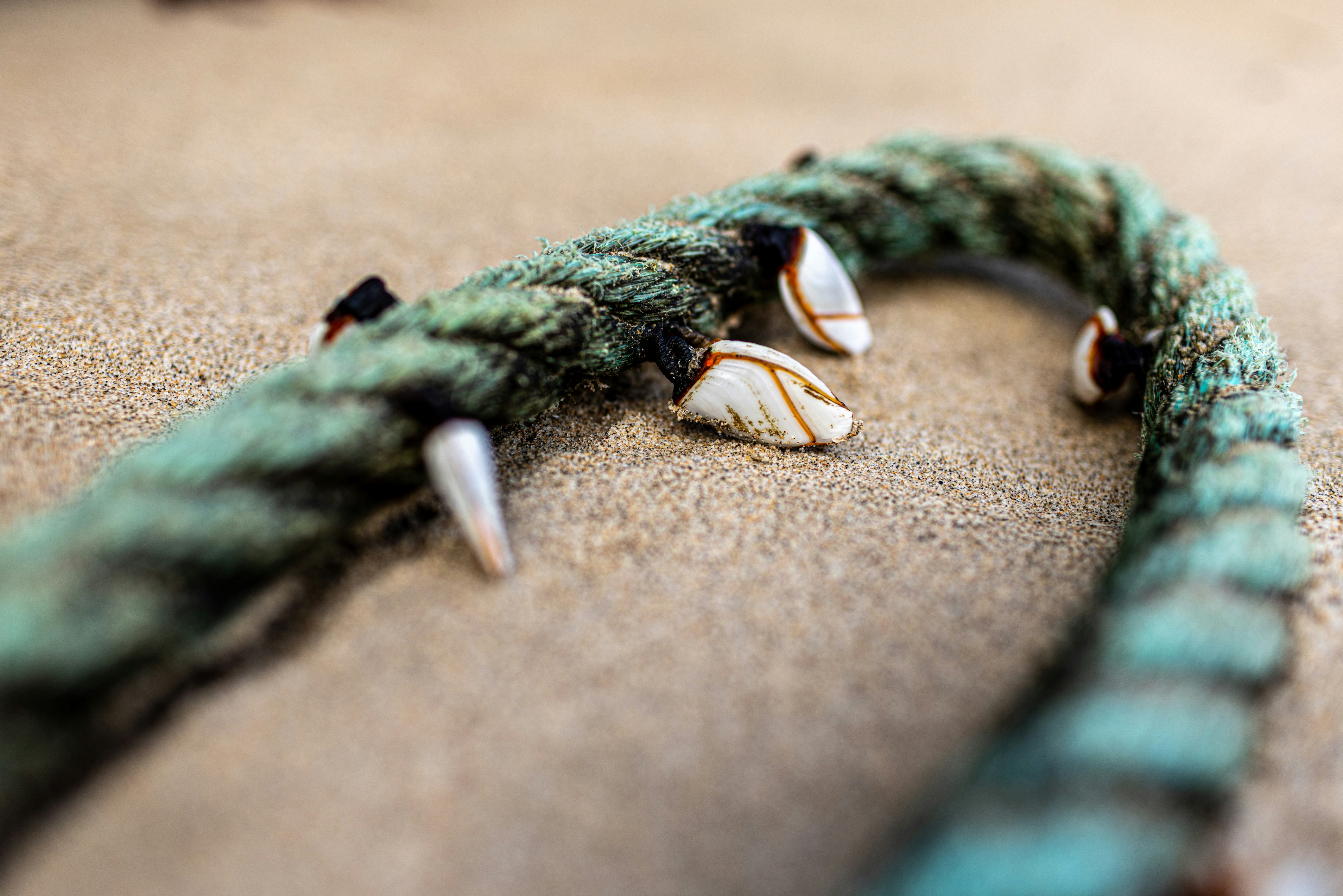 A weathered green rope encrusted with goose barnacles lies on smooth sand—ocean treasures washed ashore on the Asturian coast near Bufones de Pria.