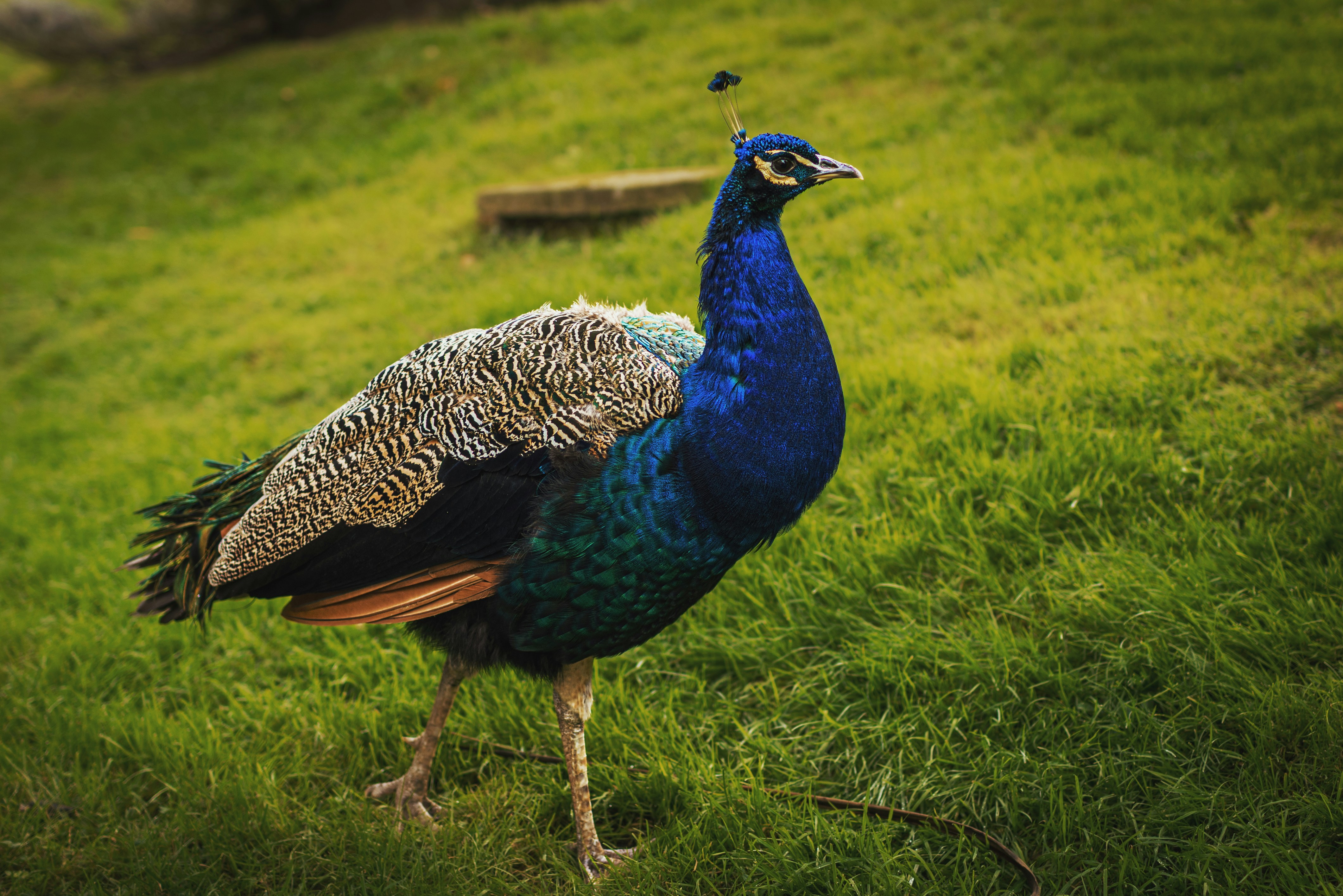 Azure Crown on Green: A Peacock Pauses in Meadow