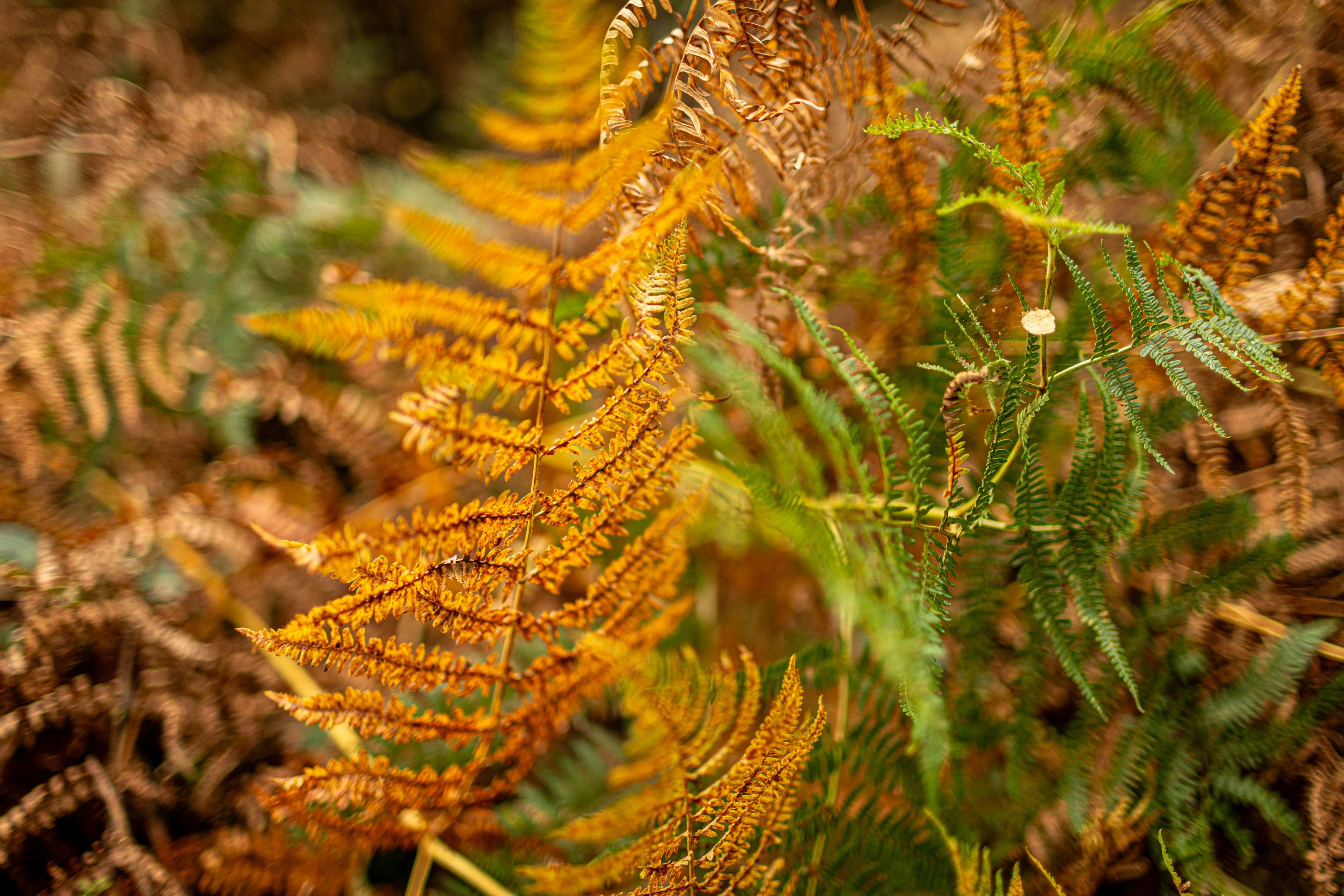 Golden and green ferns intermingle on the forest floor near Punta de la Entornada, their delicate fronds creating a tapestry of autumn color—perfect for nature wallpapers.