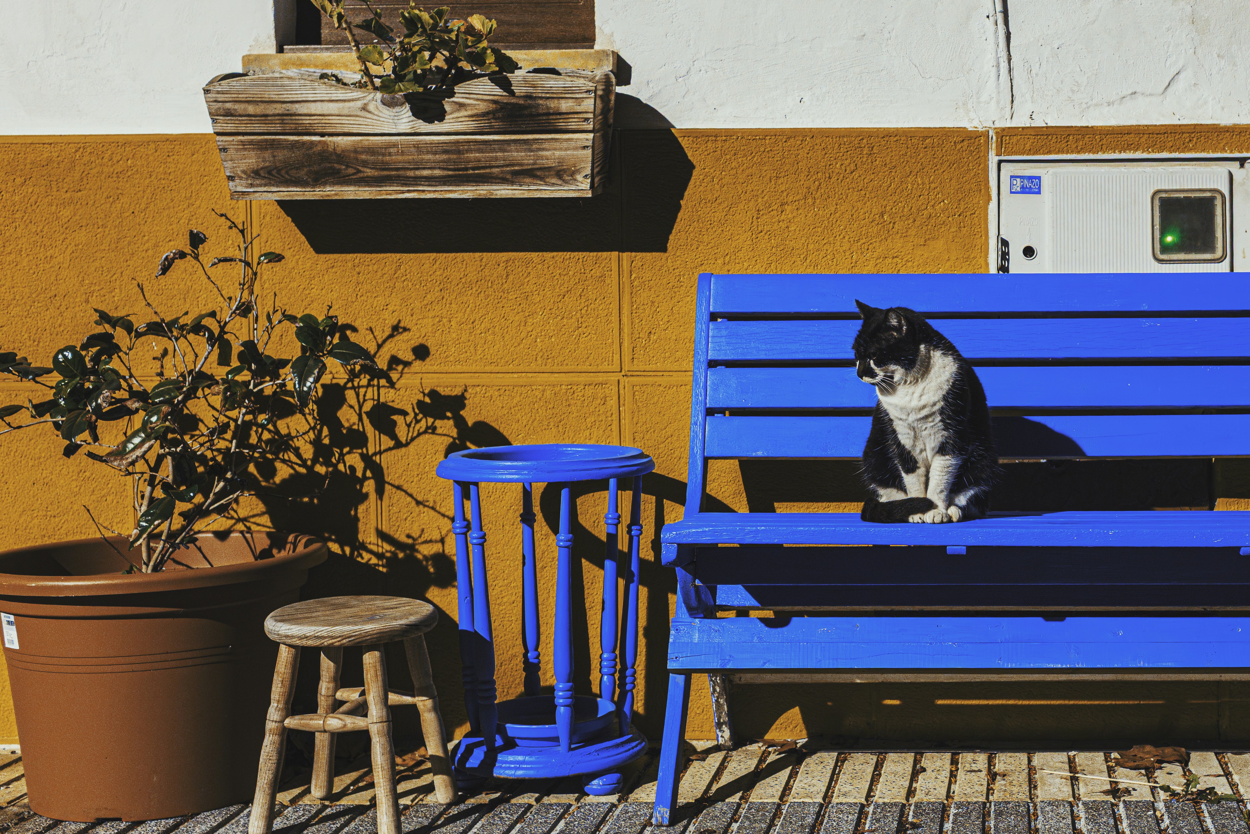 Blue Bench Companion: Cat perches on a sunlit urban stage
