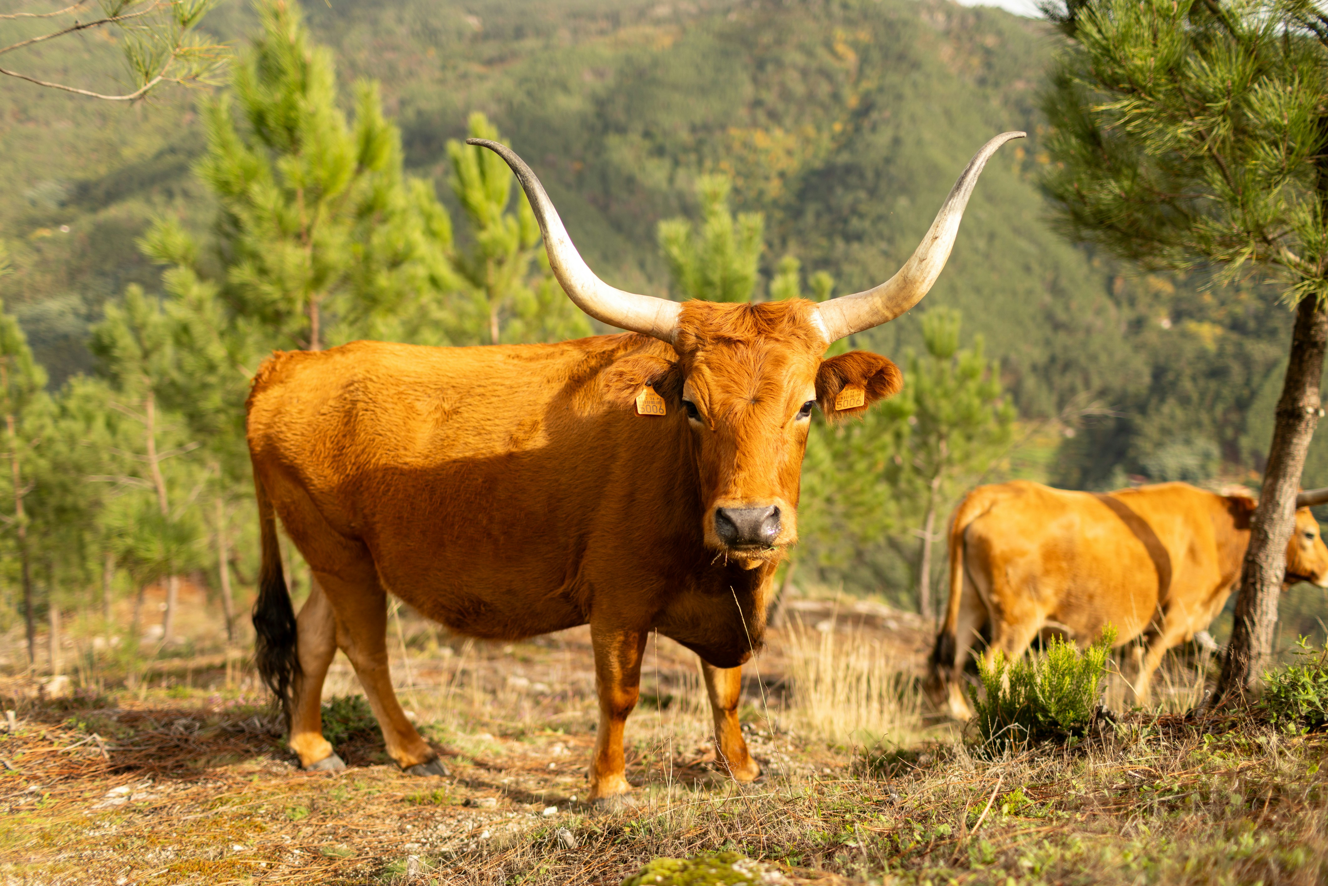 A majestic Cachena cow with impressive curved horns stands in a hillside pasture in Peneda-Gerês National Park, pine forests rising behind in northern Portugal.