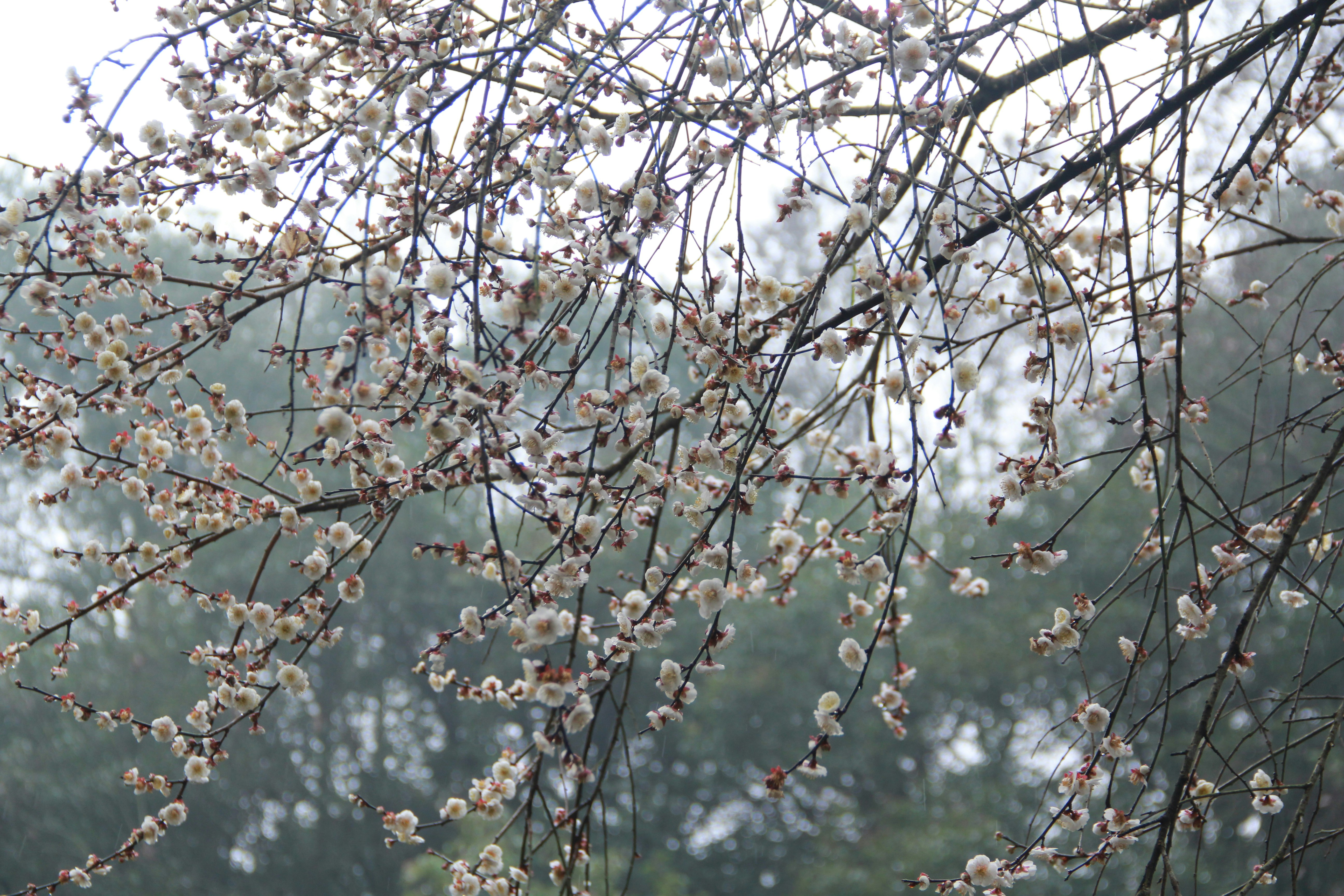 Photographed on February 5, 2019.