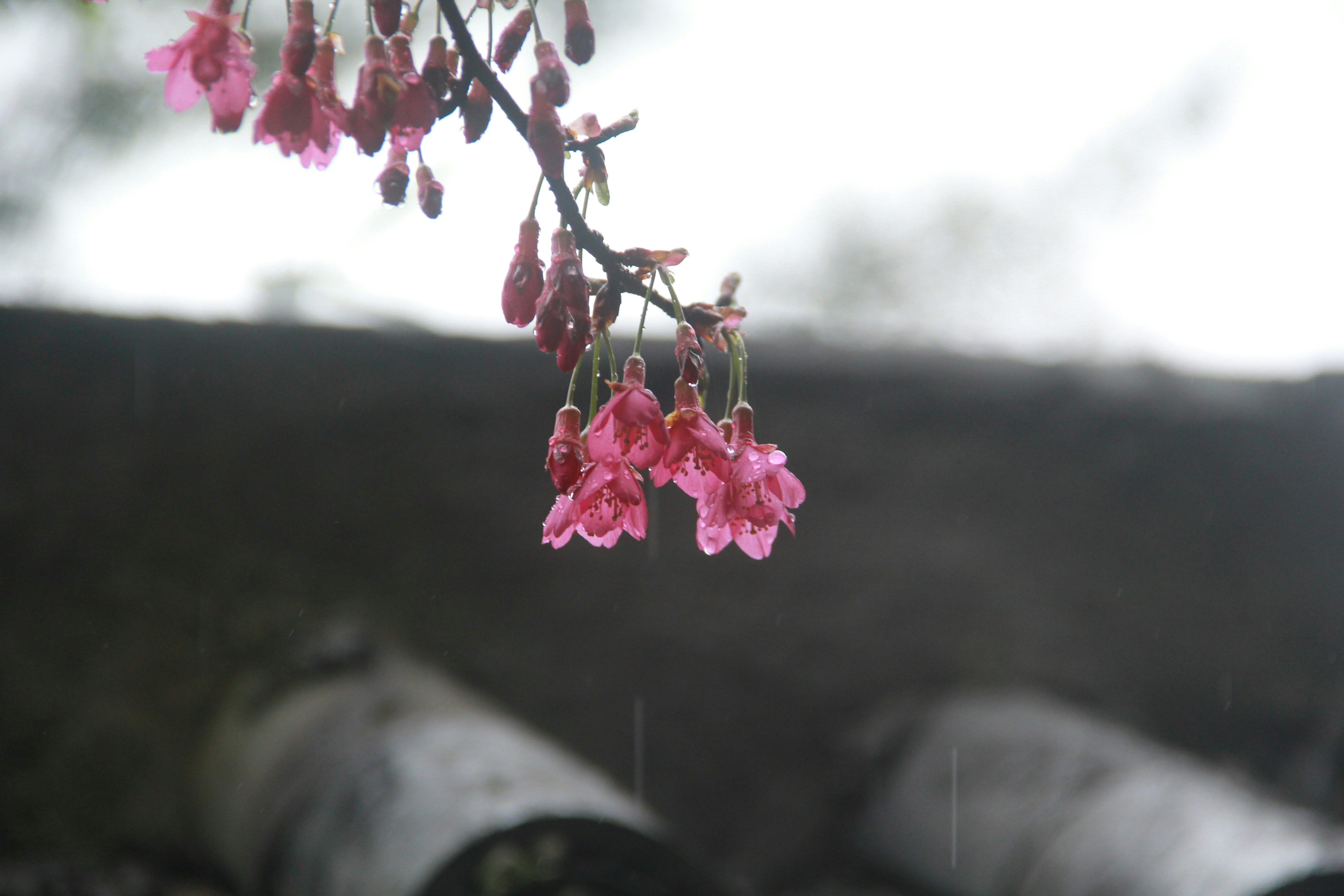 Pink blossoms in a soft rain against a blurred backdrop