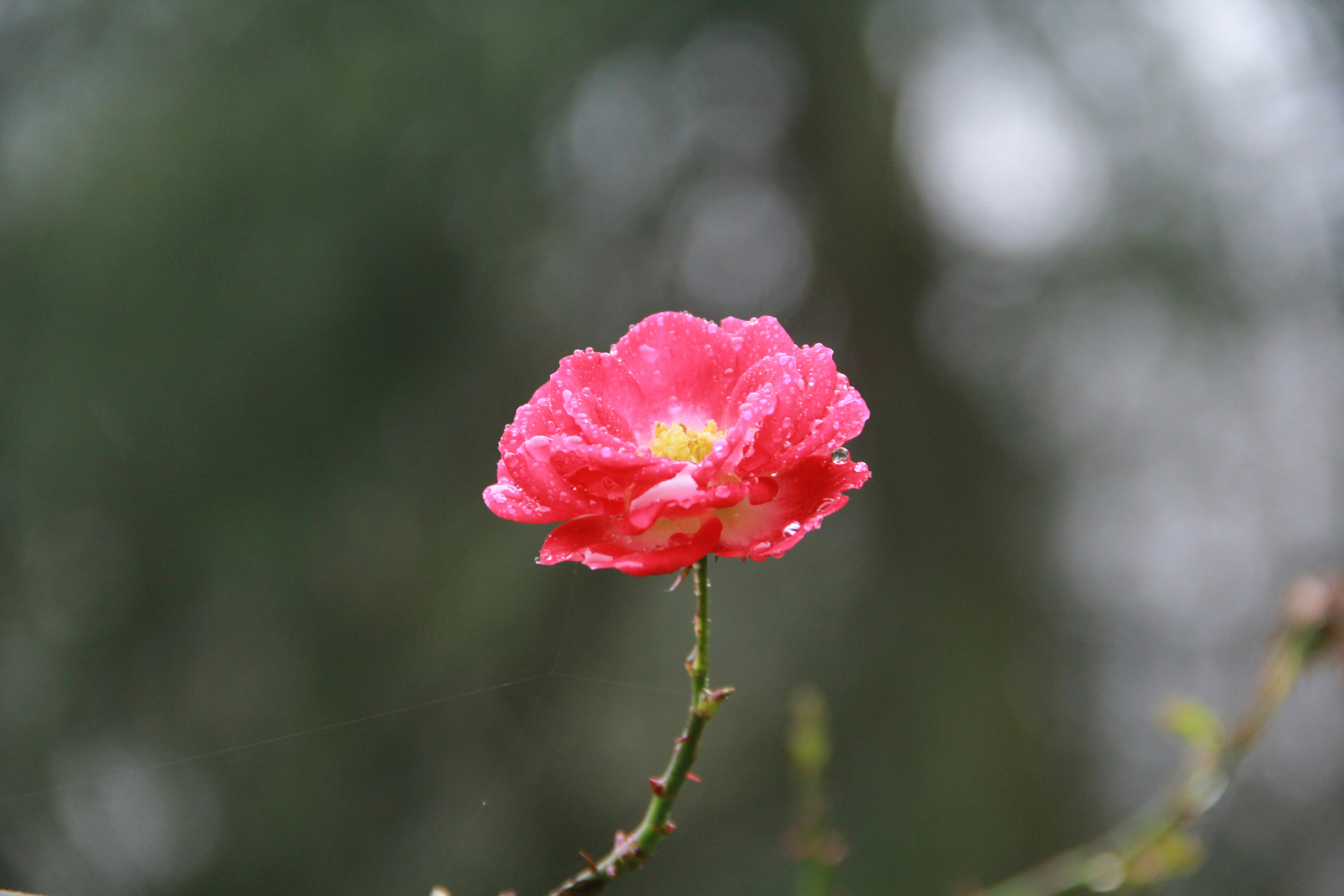 Single Pink Rose in Focus on Quiet Thorny Stem