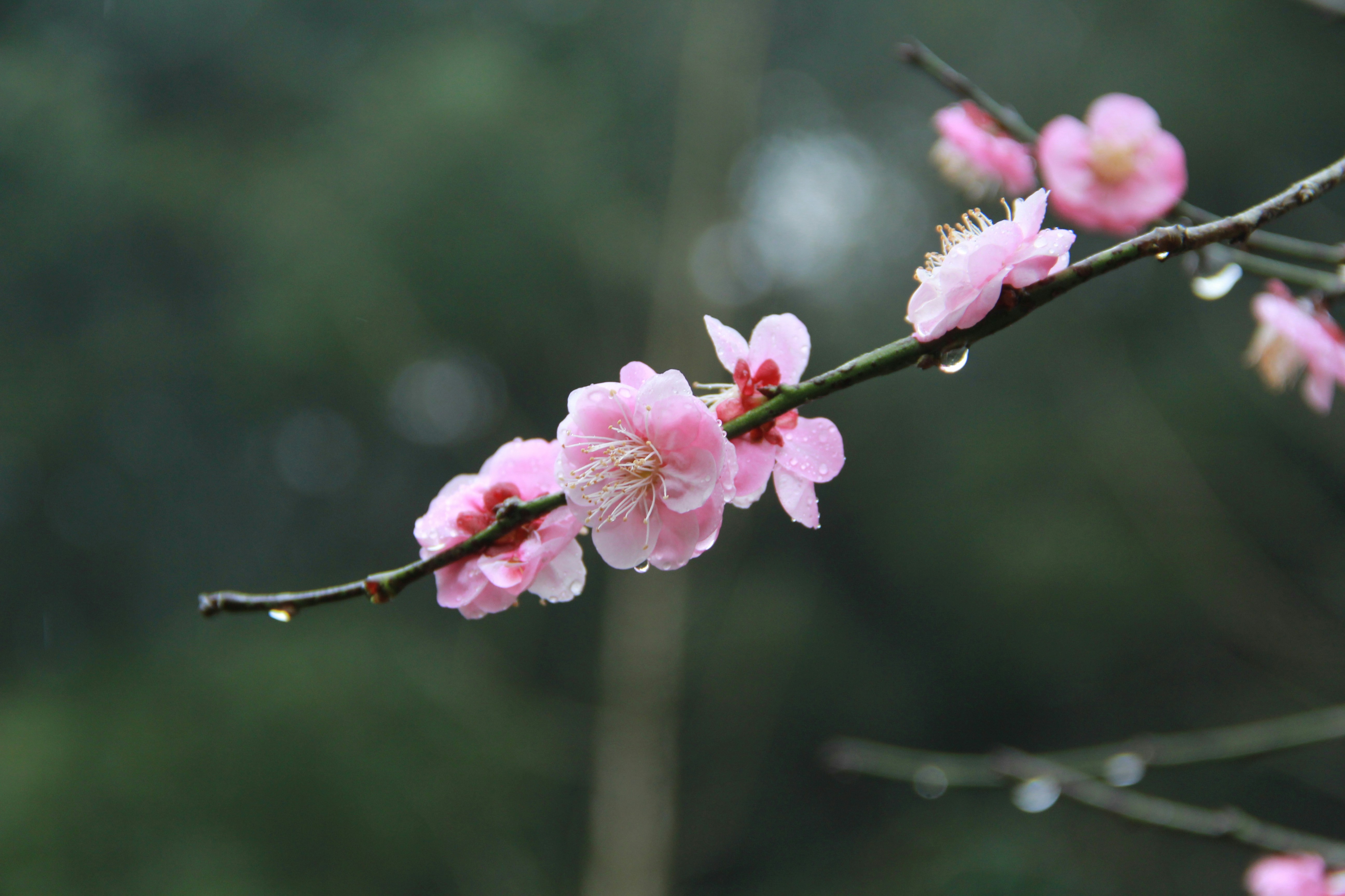 Photographed on February 5, 2019.Flowers that bloom after the rain.