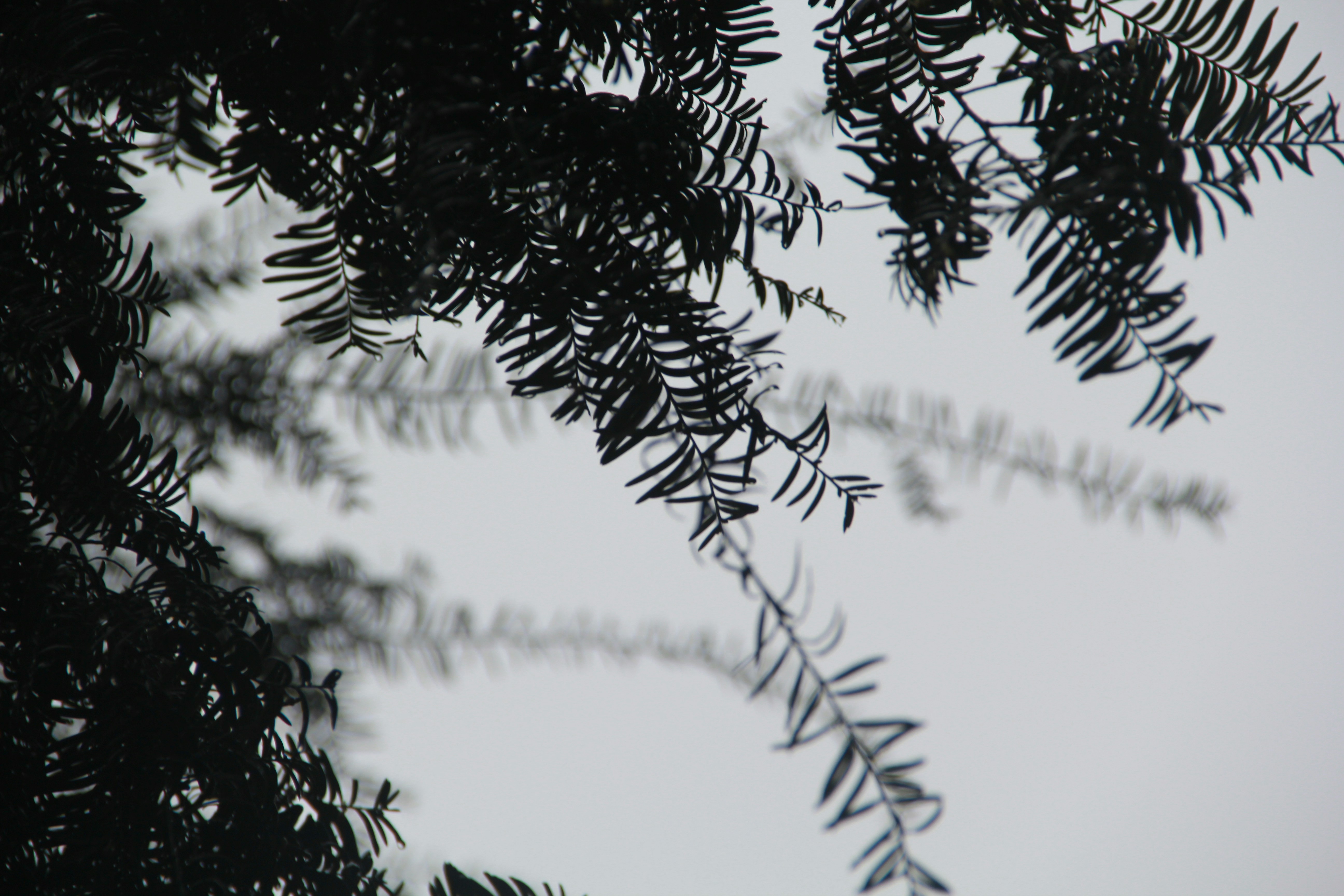 Photographed on February 5, 2019.The leaves of the yew tree.
