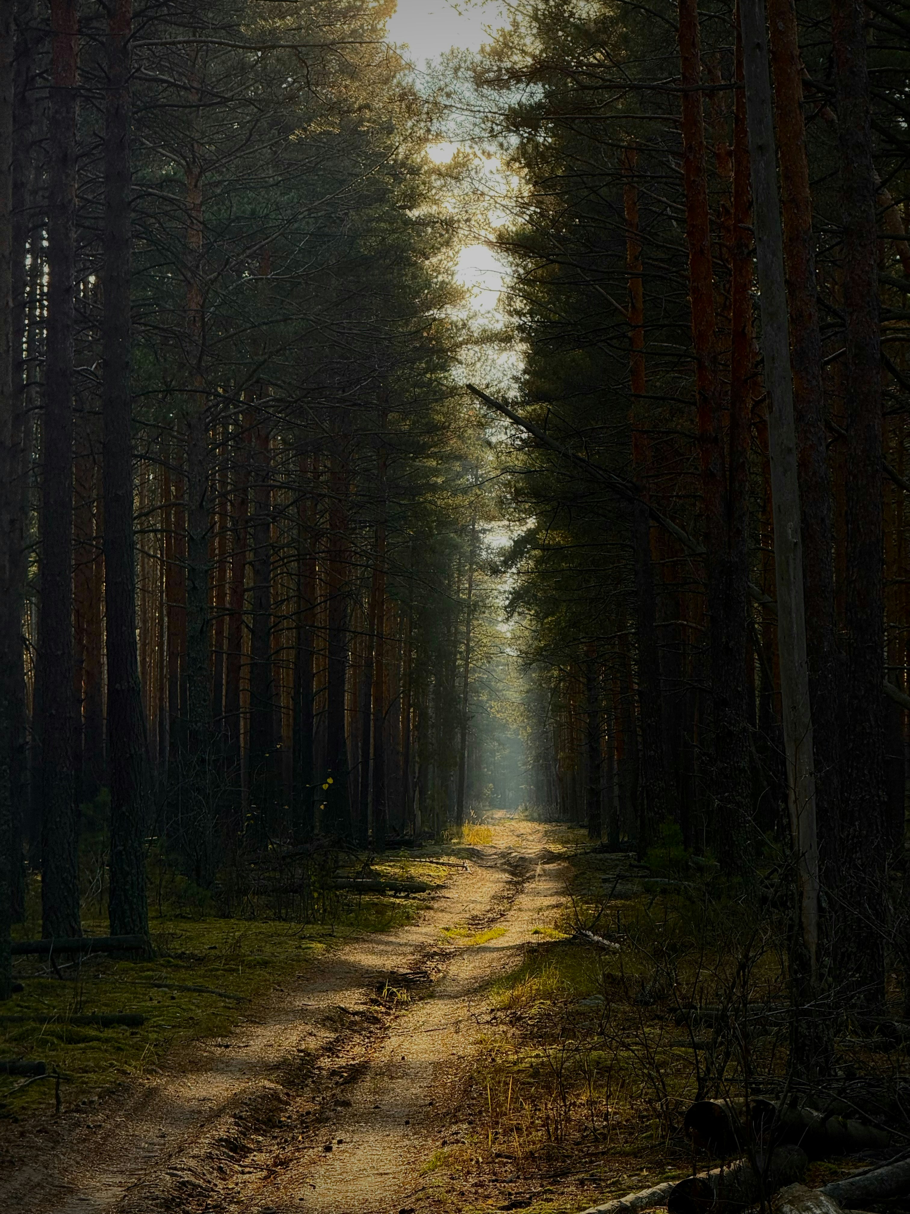 Light Path Through the Pine Aisle