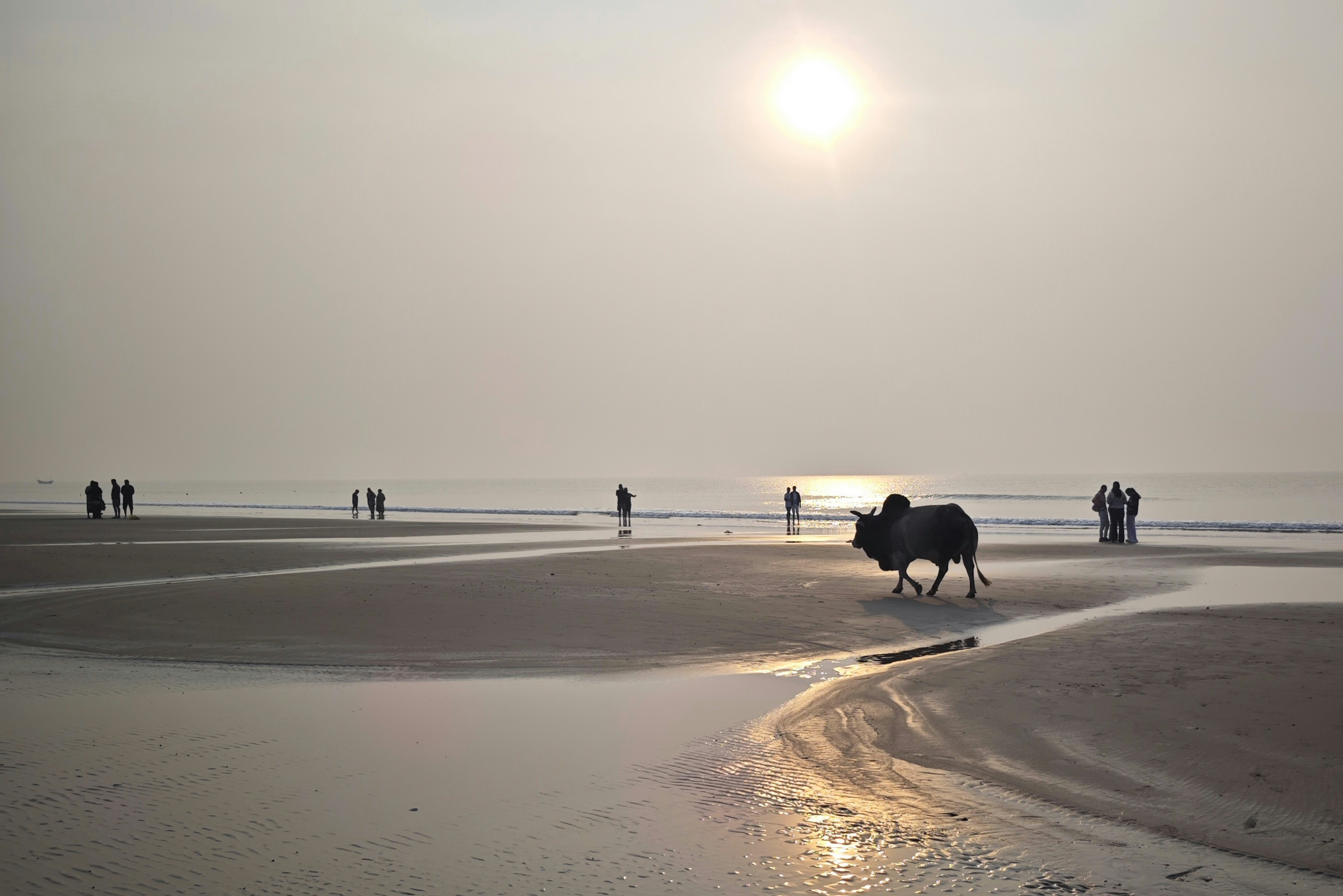 Horizon Quiet: A Lone Buffalo by the Tides at Dusk