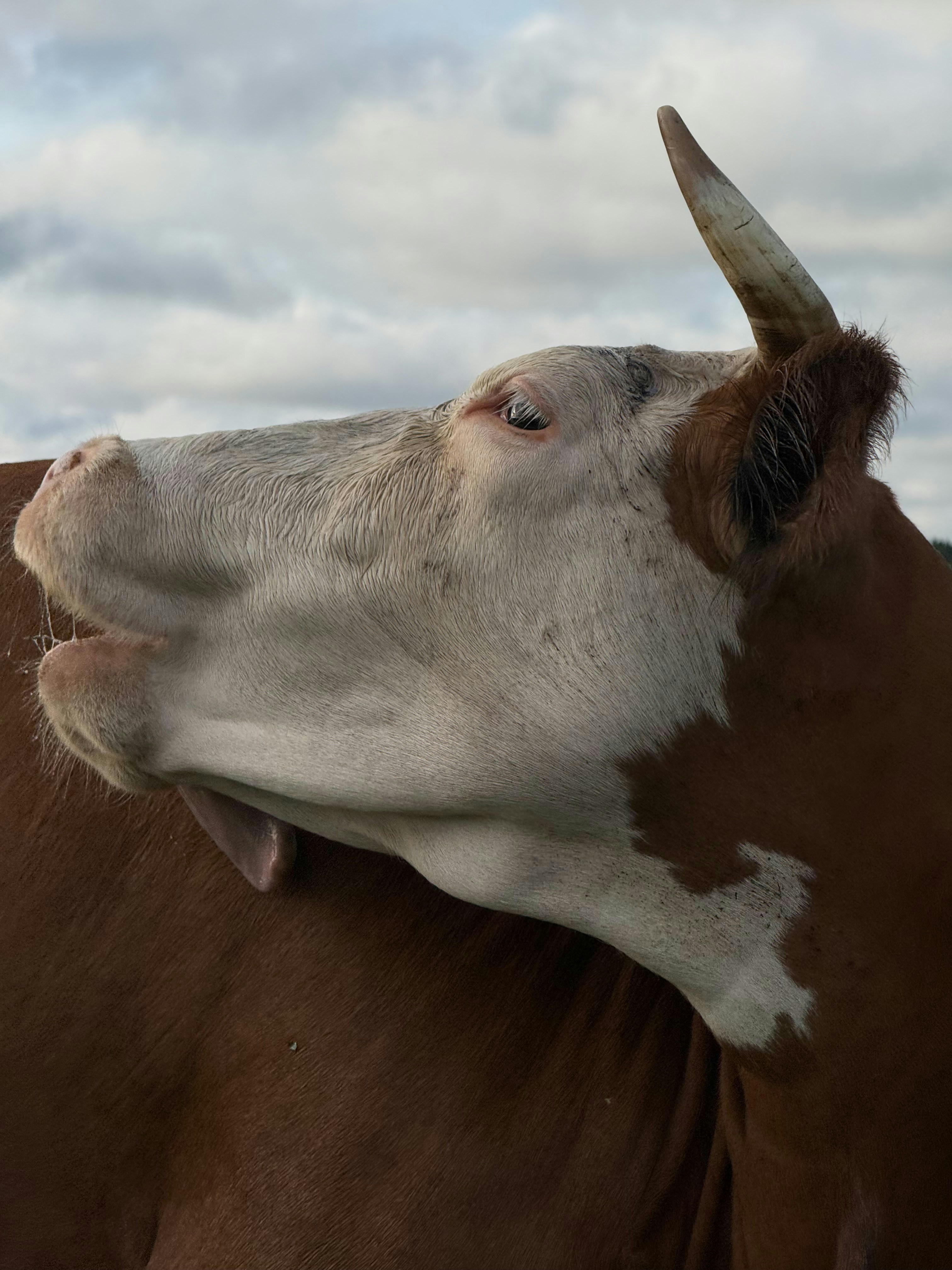 Surveying the Sky: A Gentle Glance Upward
