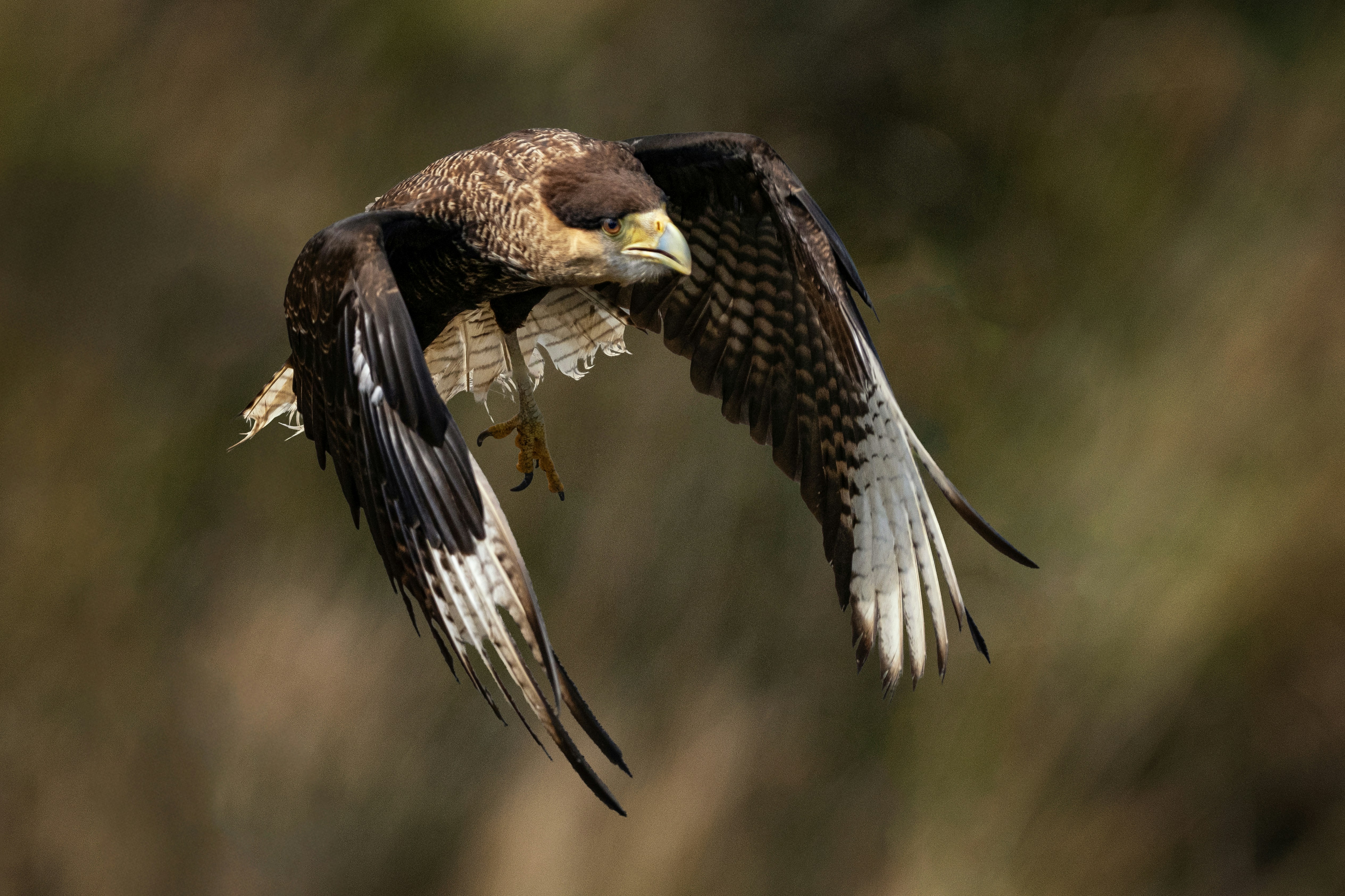 Photo by Phil Robson with Fujifilm X-H2S