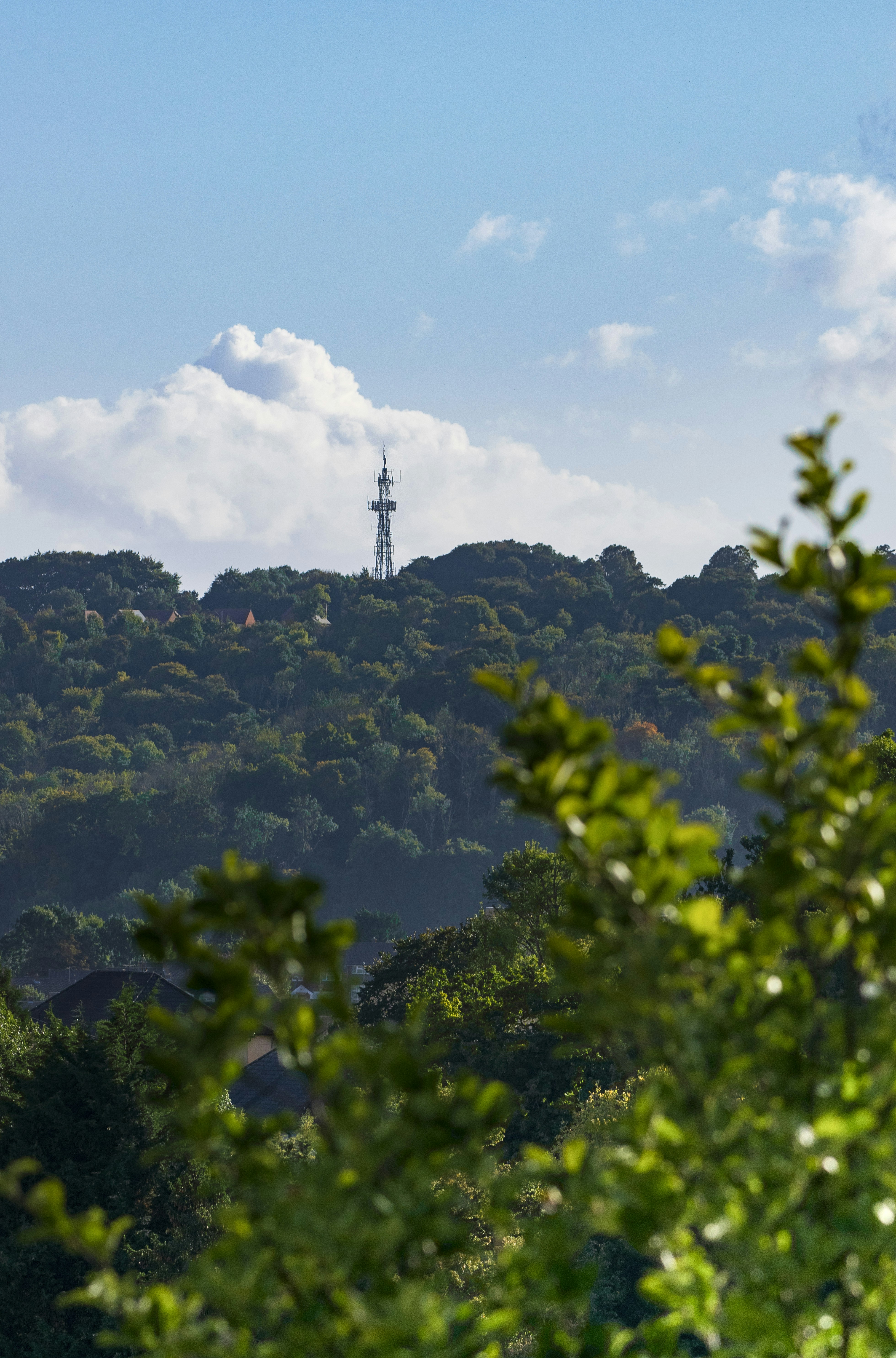 Hilltop Transmitter Amid Verdant Canopy under Clear Sky