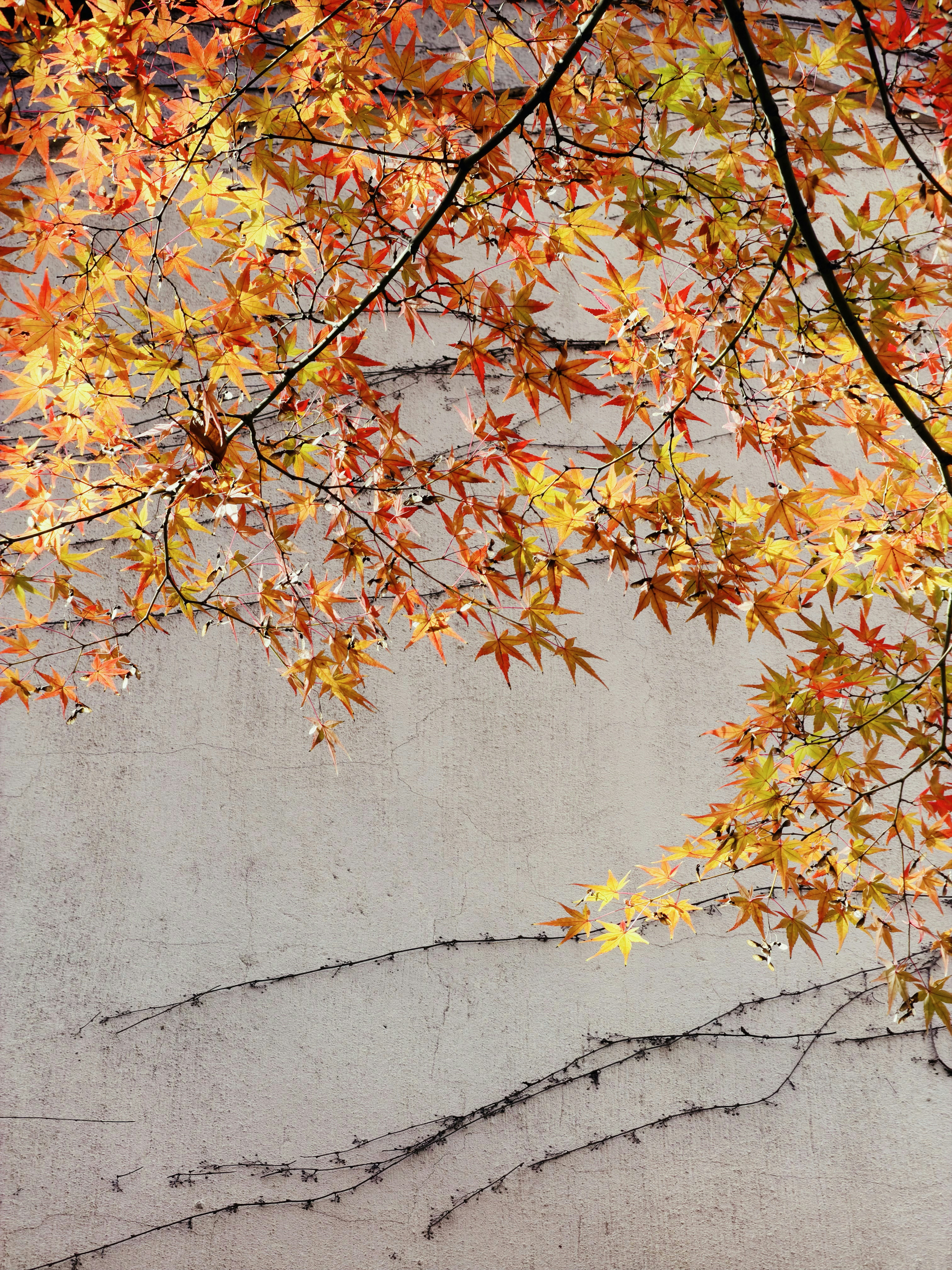 Crimson Maple Veil Against Cracked Concrete