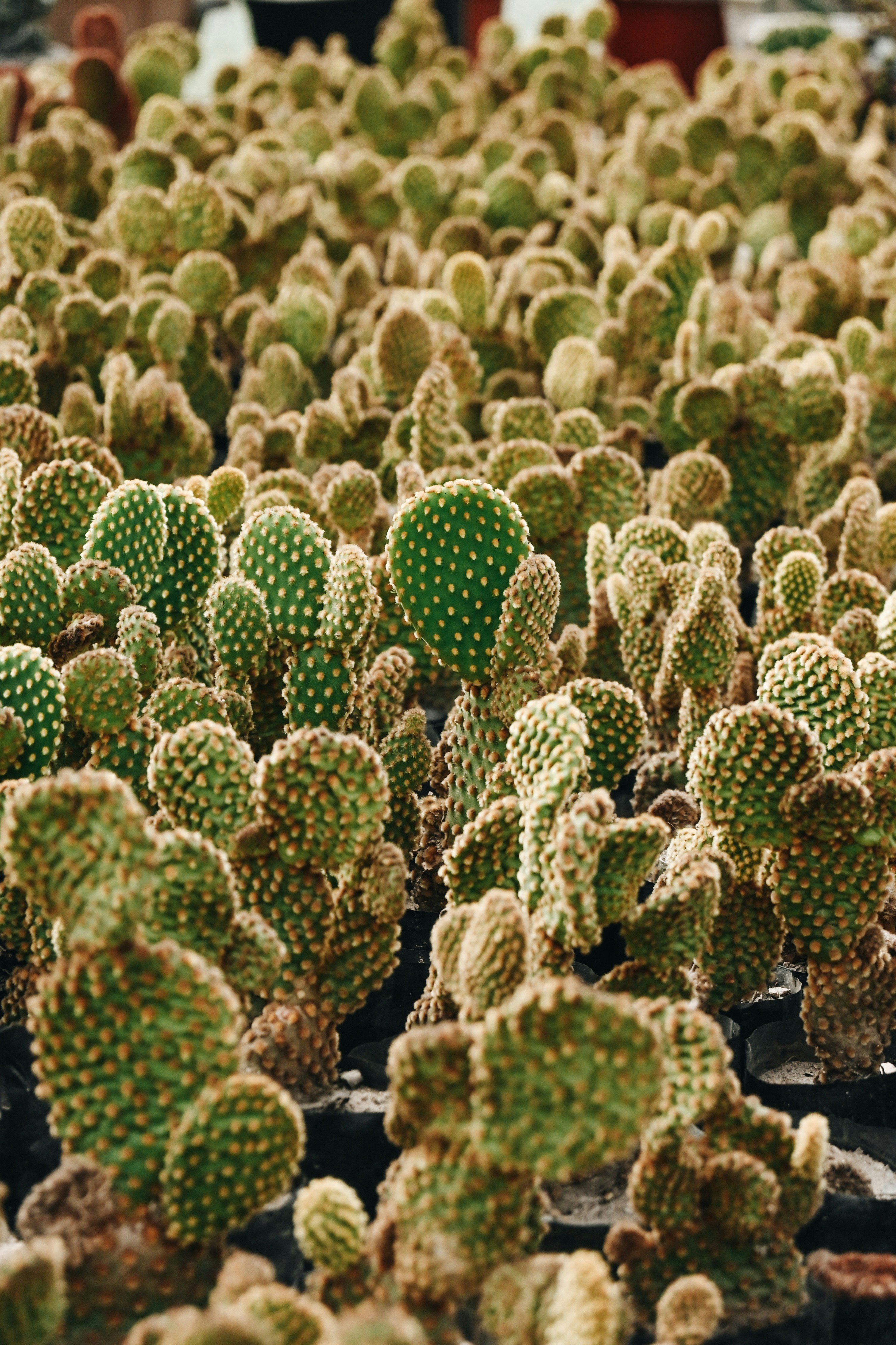 Desert Garden: Close-Cropped Cactus Choir of Soft Spikes
