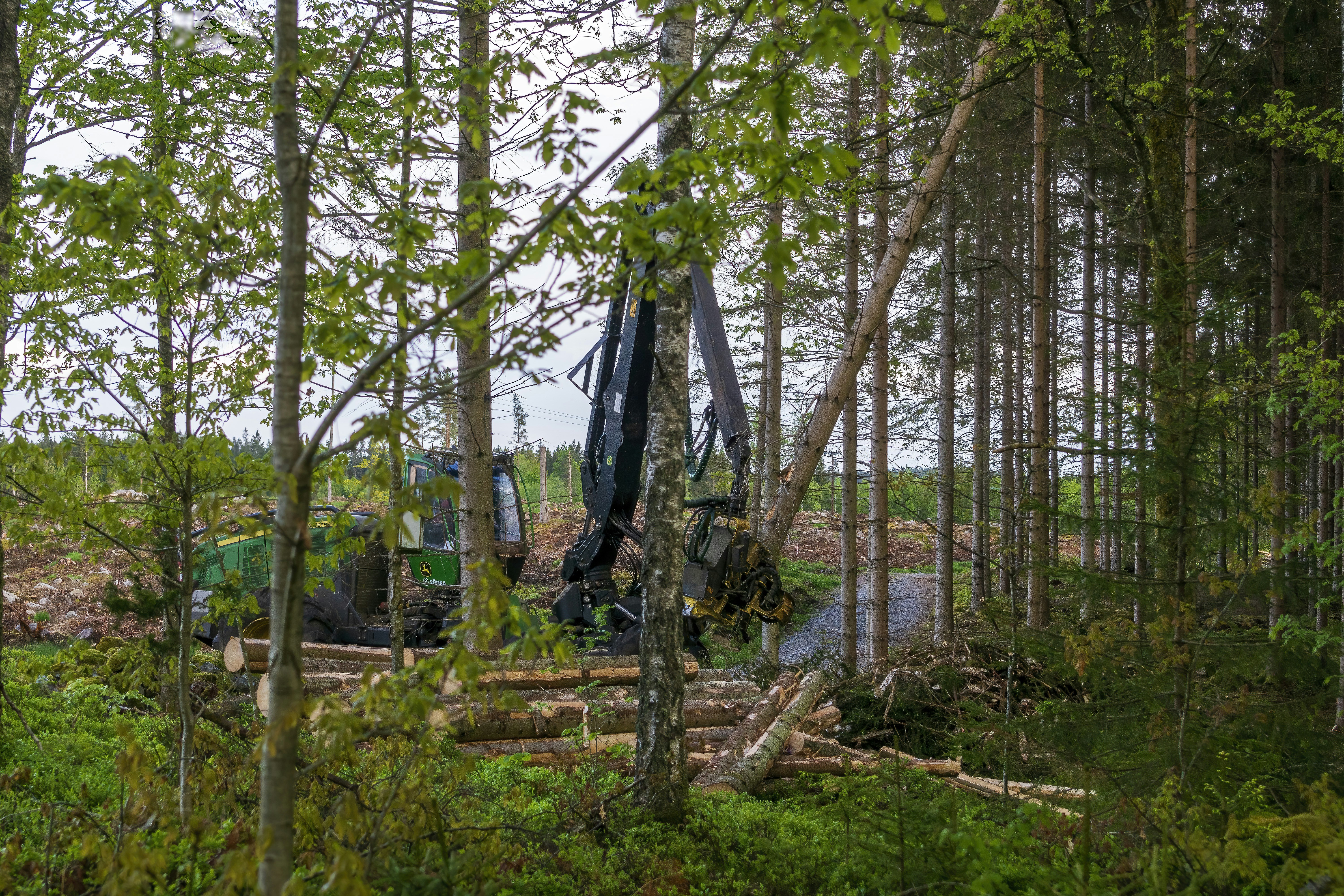 Forest Corner: A Tarped Structure Emerges from the Timbered Quiet