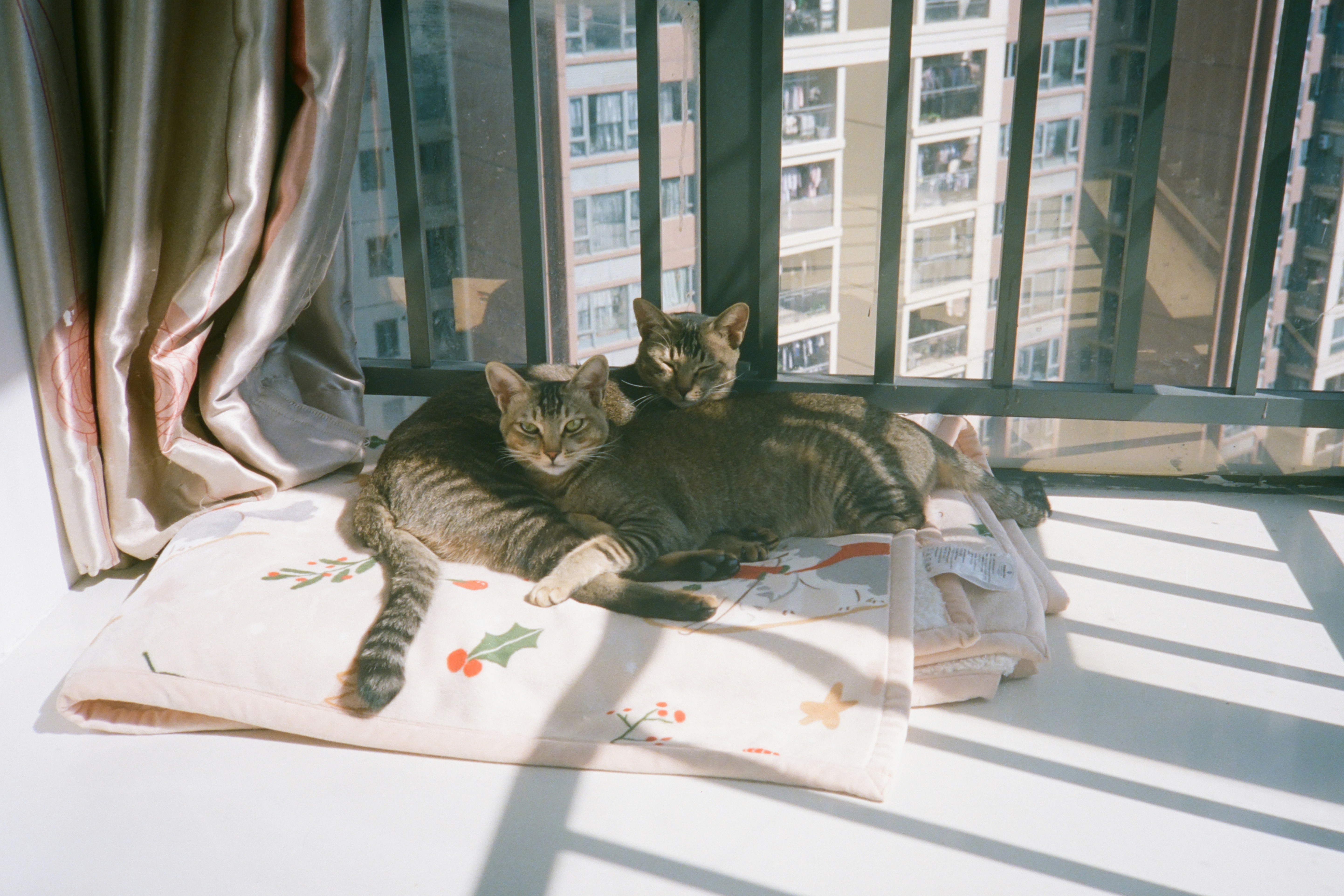 Photo by Quan Jing with Olympus XA